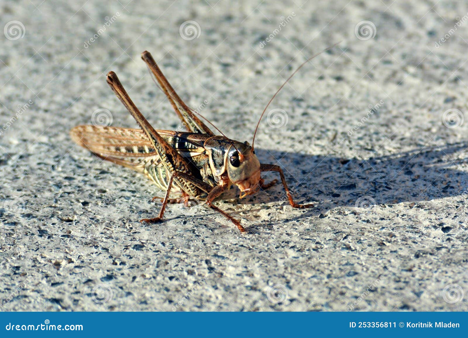 Beautiful and Interesting Brown Grasshopper Stock Image - Image of ...
