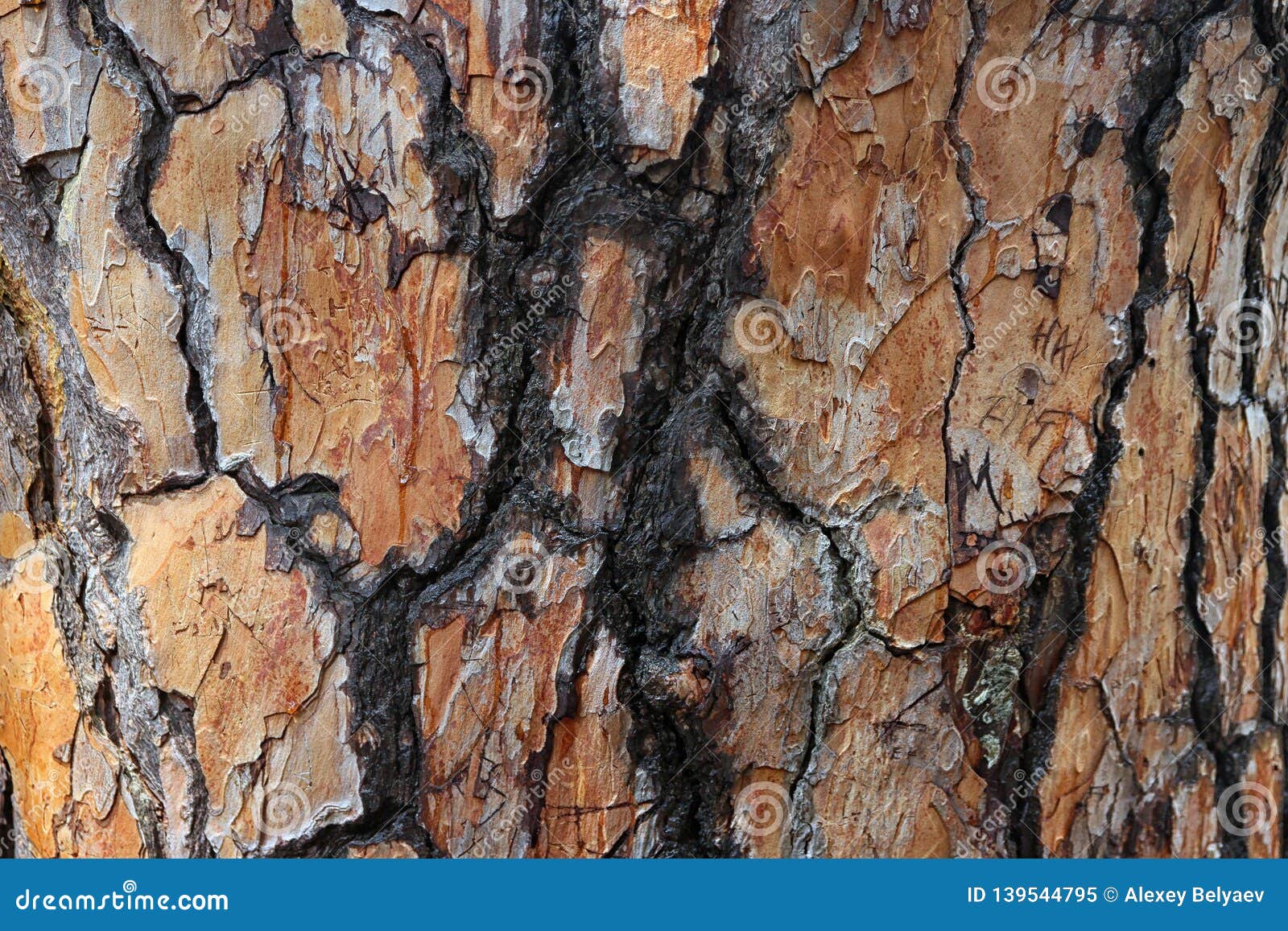 Beautiful Interesting Texture of Rough Bumpy Crimean Pine Bark of Pine ...