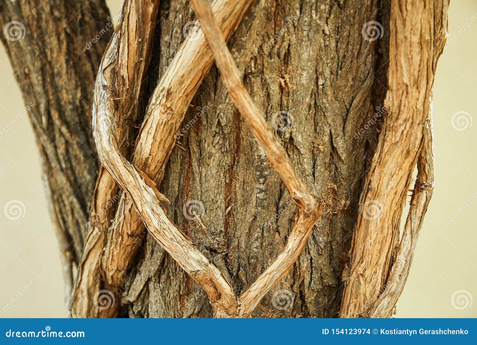 Beautiful Intertwined Tree Roots Background Stock Photo - Image of ...