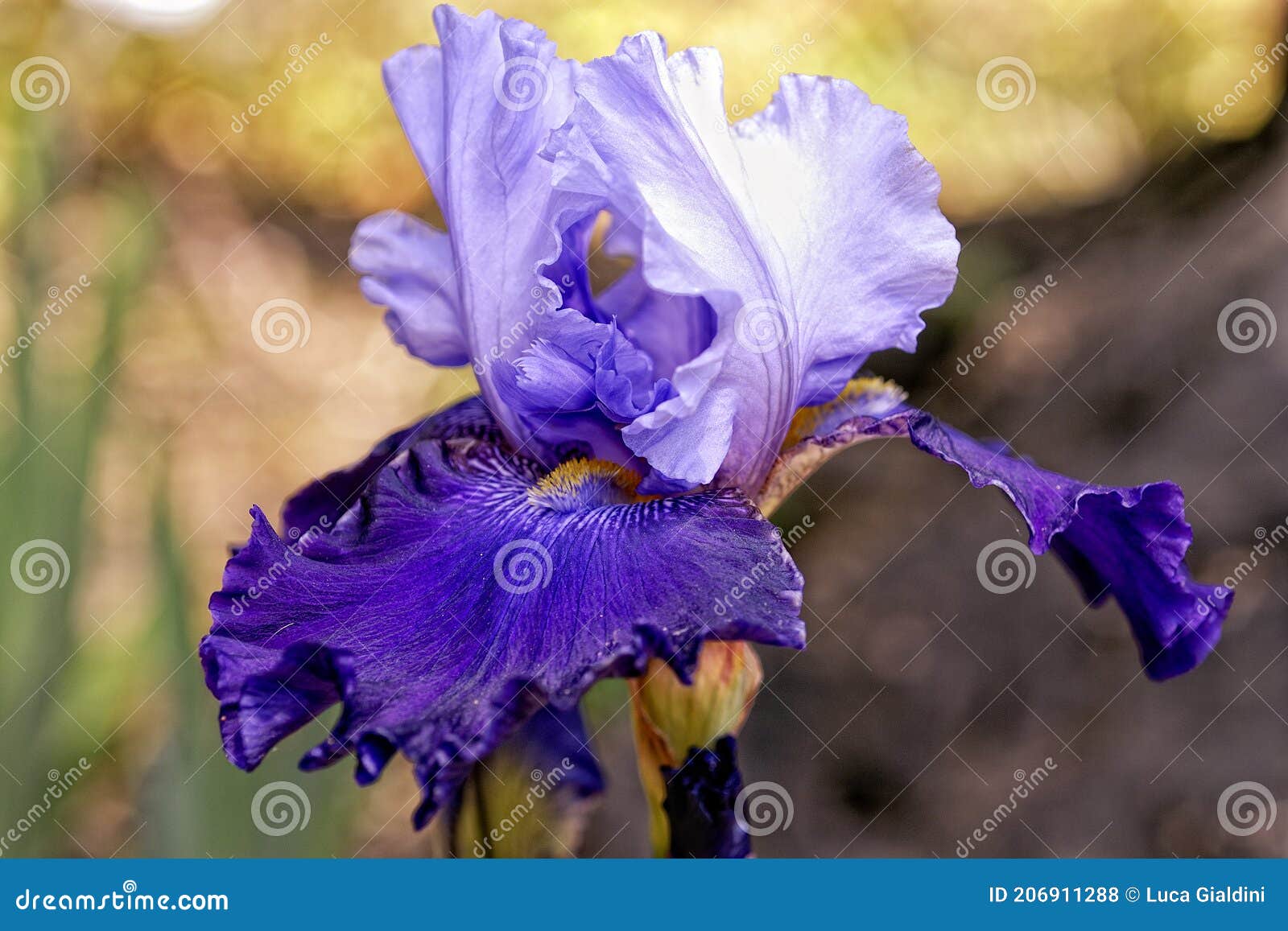 A beautiful iris stock photo. Image of object, nature - 206911288