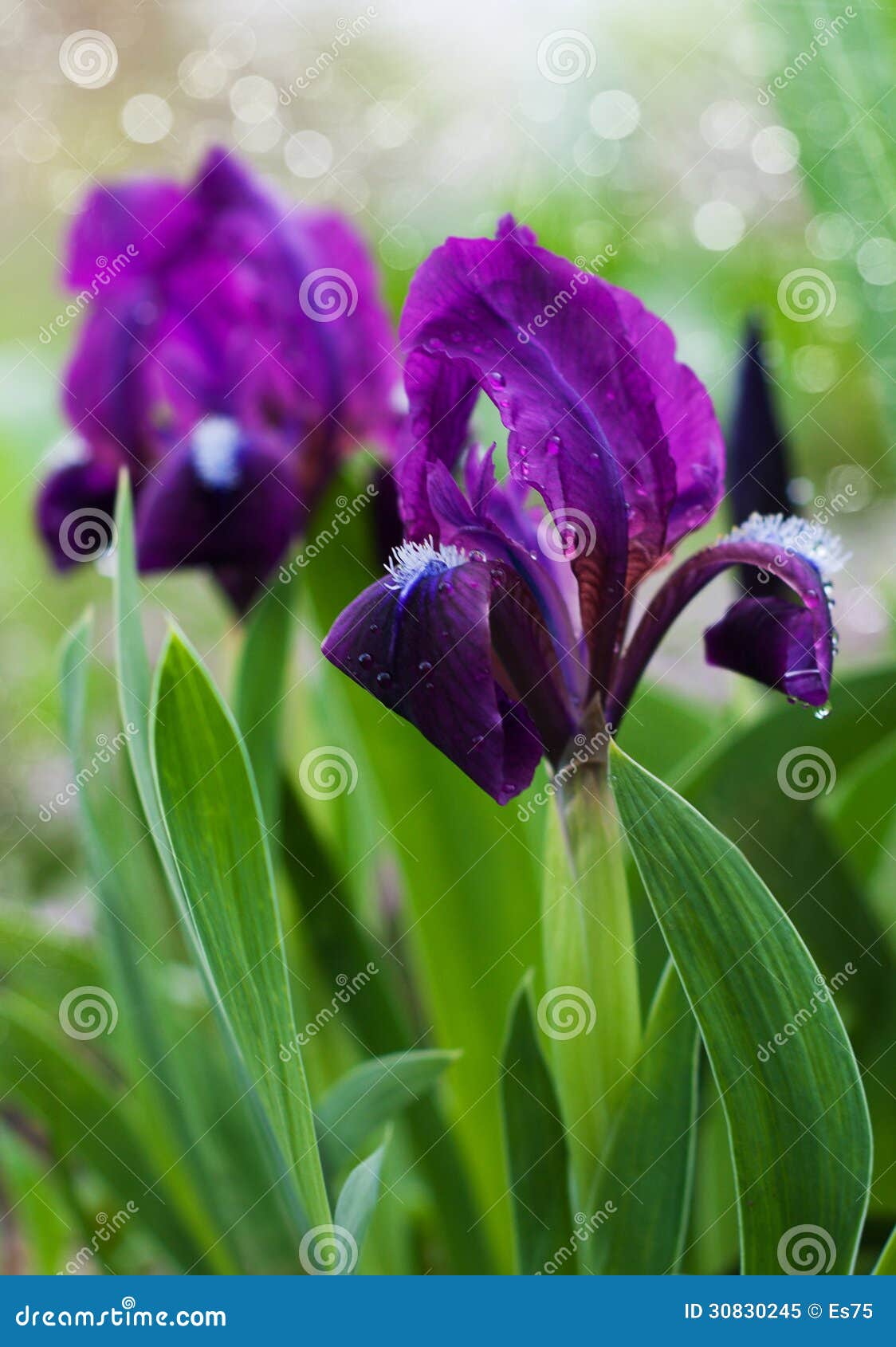 Beautiful Iris stock image. Image of rural, color, stem - 30830245