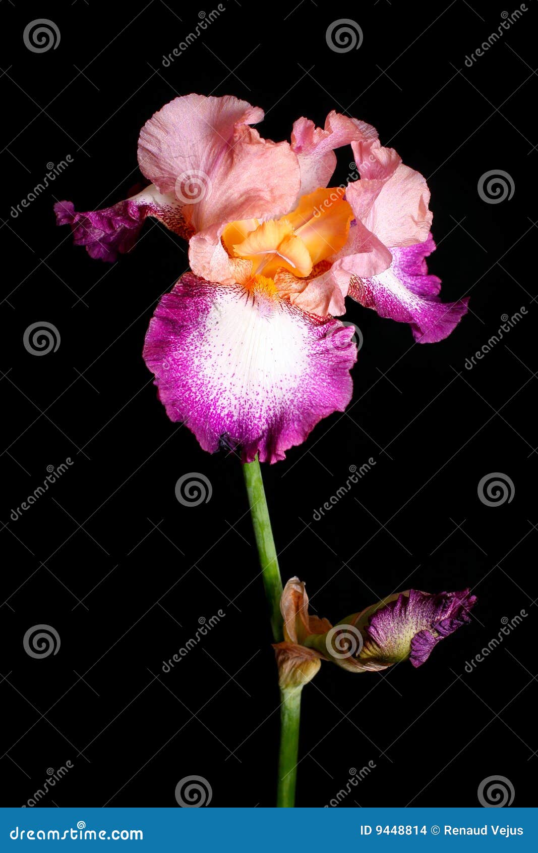 Beautiful Iris Blue Flower On Background Of White Fabric In Rustic Room ...