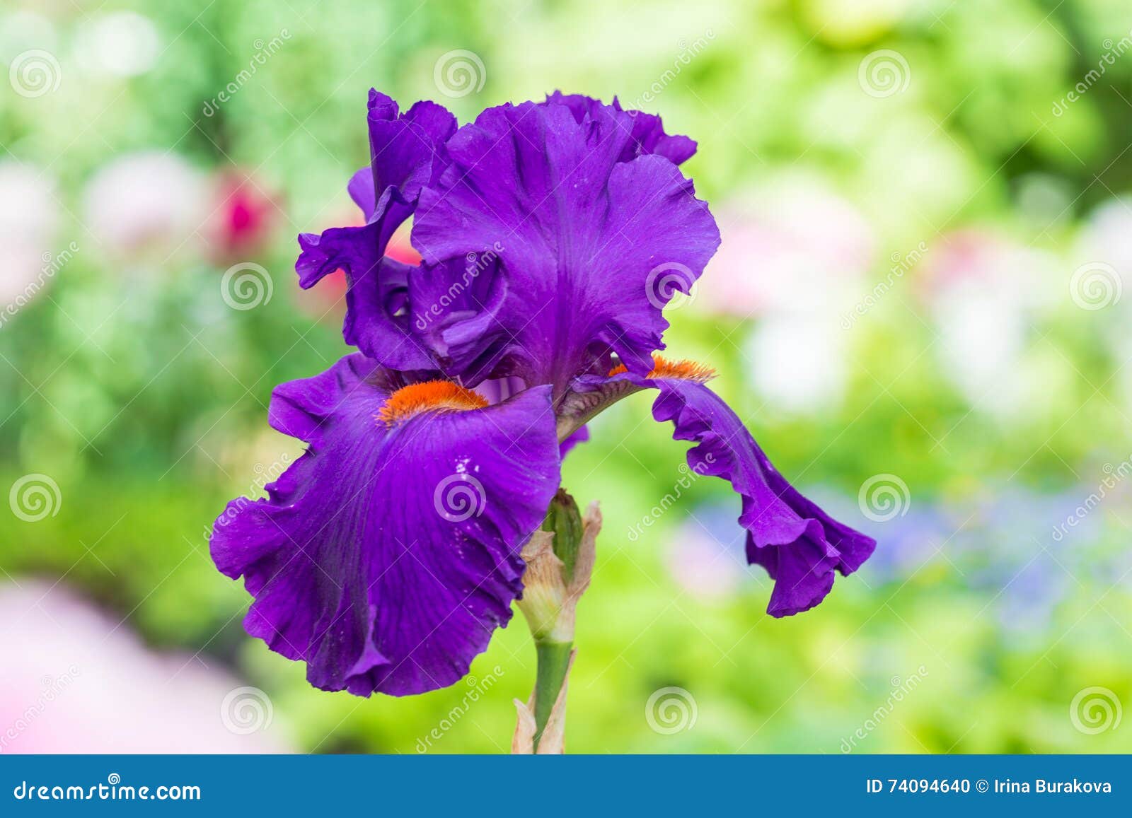 Beautiful Iris flowers stock photo. Image of color, bearded - 74094640