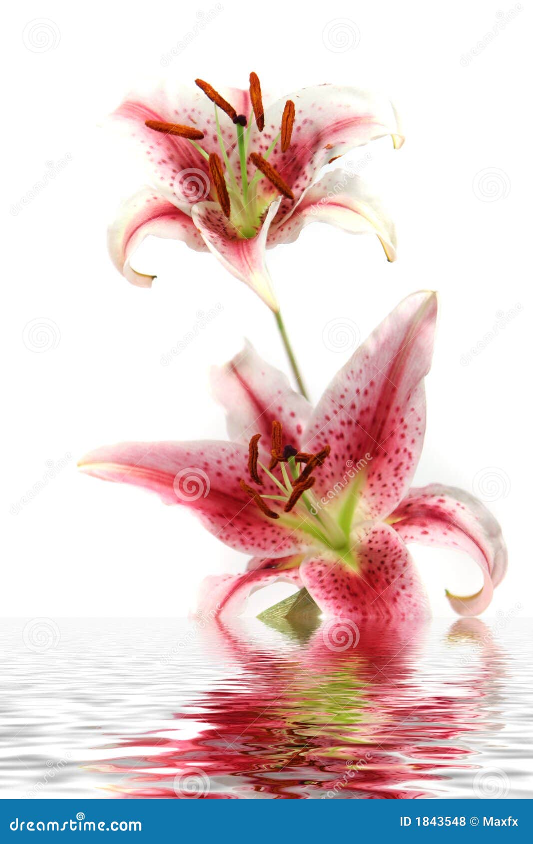 Beautiful Iris with Water Reflection Isolated on White Background Stock ...