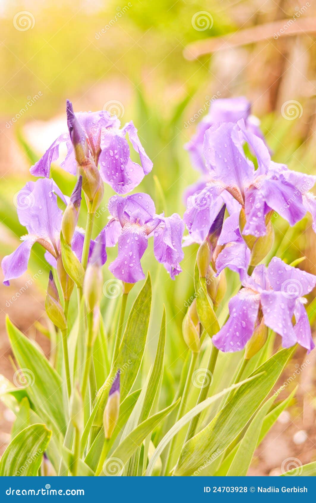 Beautiful irises stock photo. Image of rain, garden, beautiful - 24703928