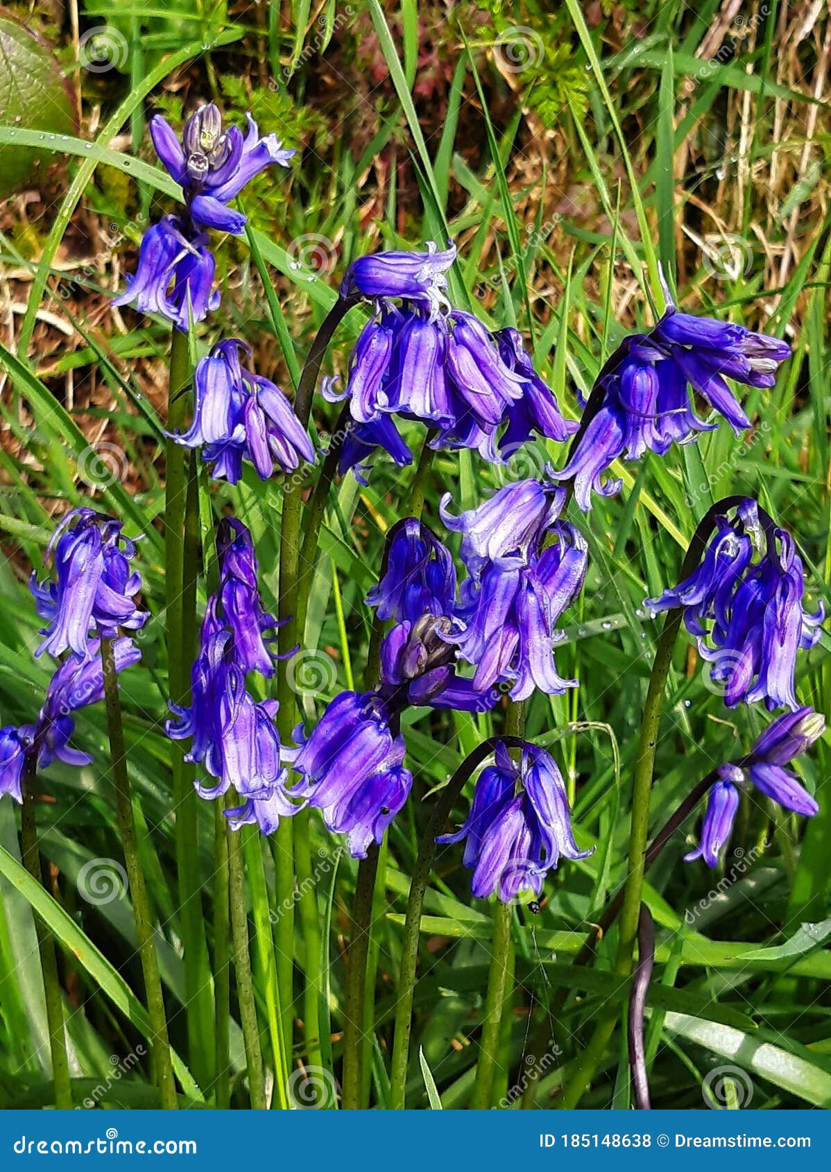 Beautiful Irish Bluebells in Bloom Stock Photo - Image of green ...