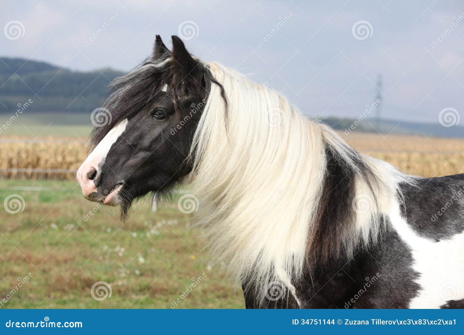 Beautiful Irish Cob Stallion on Pasturage Stock Photo - Image of ...