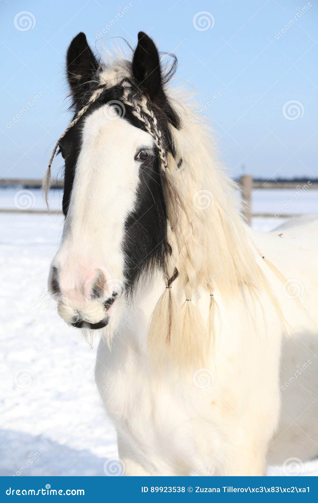 Beautiful Irish Cob in Winter Stock Photo - Image of equine, slush ...