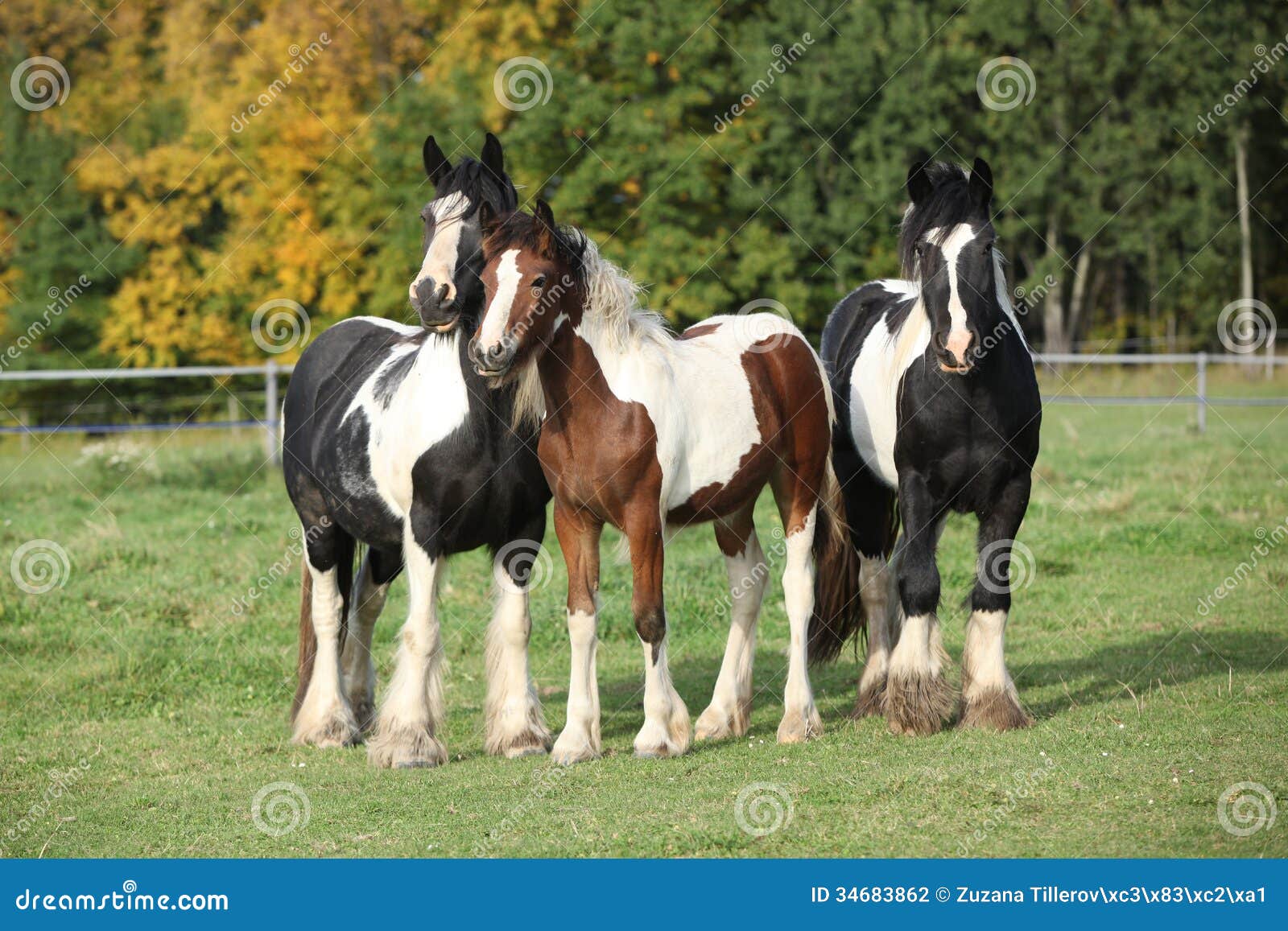 Beautiful Irish Cobs on Autumn Pasturage Stock Photo - Image of ...