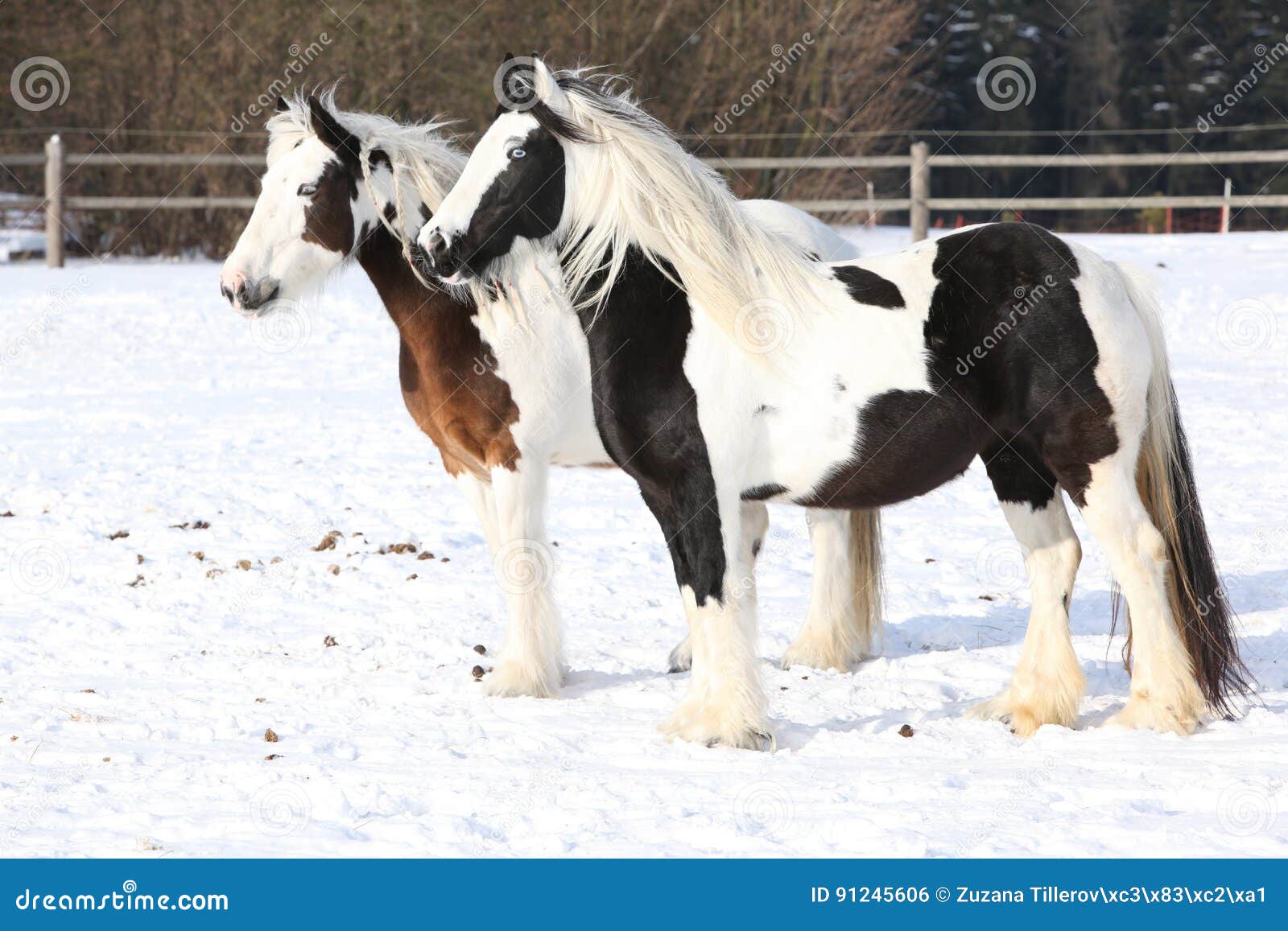 Beautiful Irish Cobs in Winter Stock Photo - Image of equine, horse ...