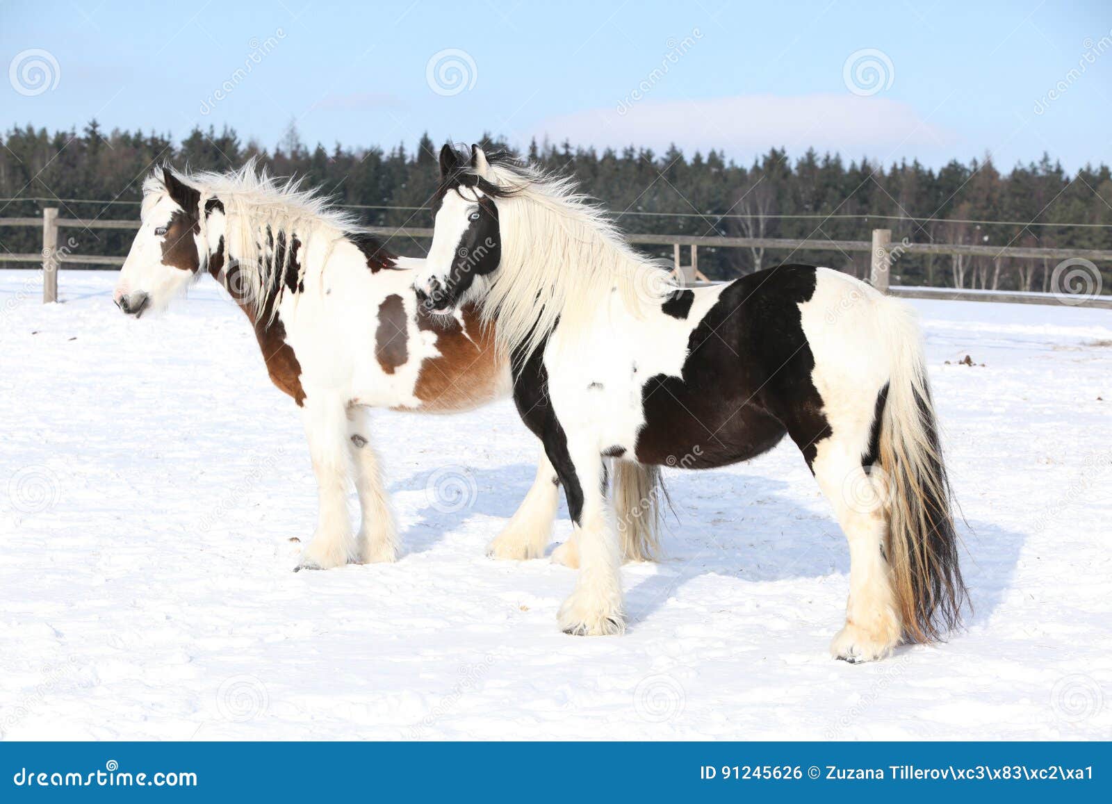 Beautiful Irish Cobs in Winter Stock Photo - Image of batch, cold: 91245626