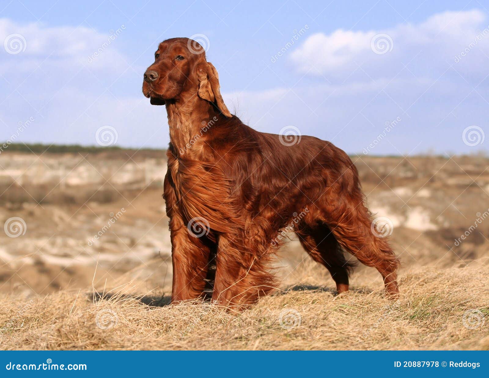 Beautiful Irish Setter stock photo. Image of brown, pure - 20887978