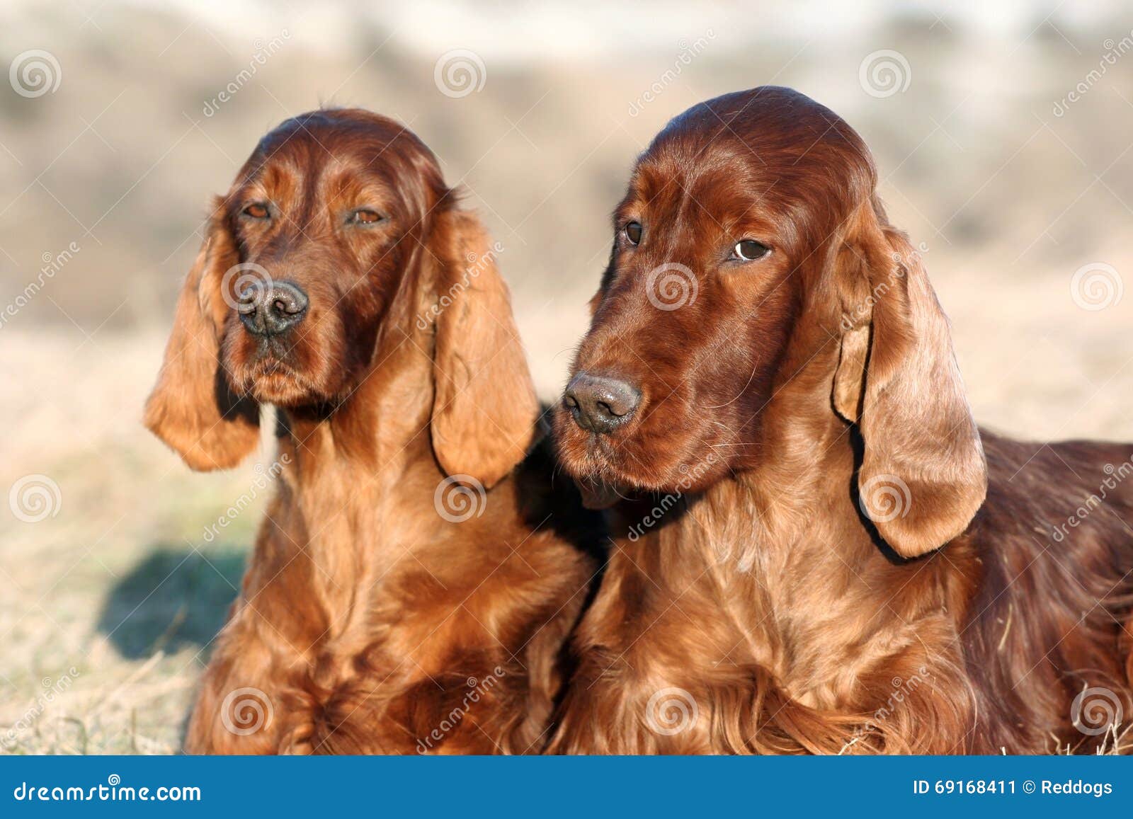 Beautiful Irish Setter Dogs Stock Image - Image of ears, setter: 69168411