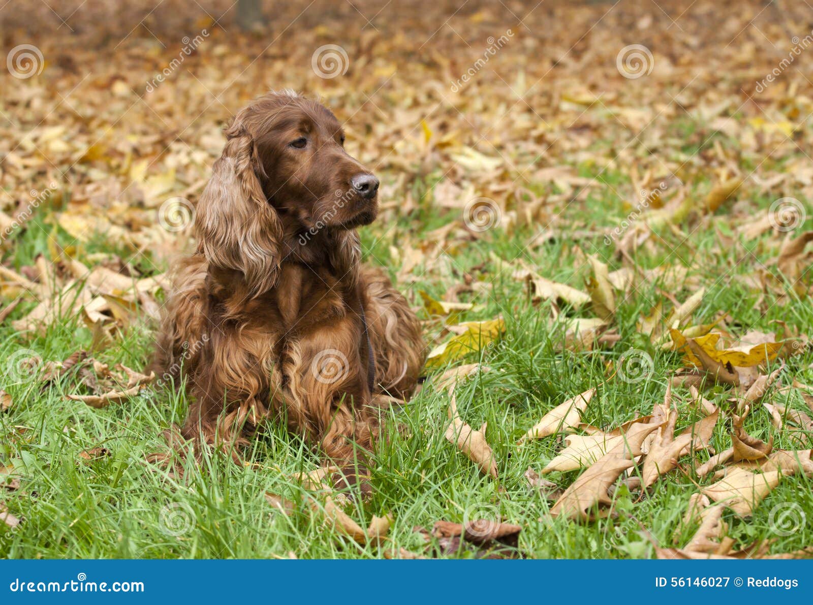 Beautiful Irish Setter stock image. Image of furry, cute - 56146027