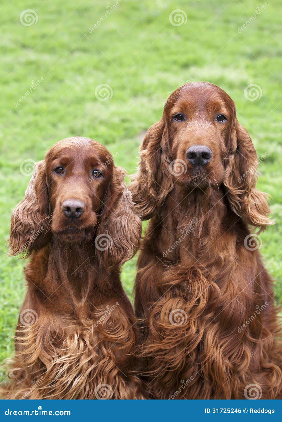 Beautiful Irish Setter Pair Picture. Image: 31725246