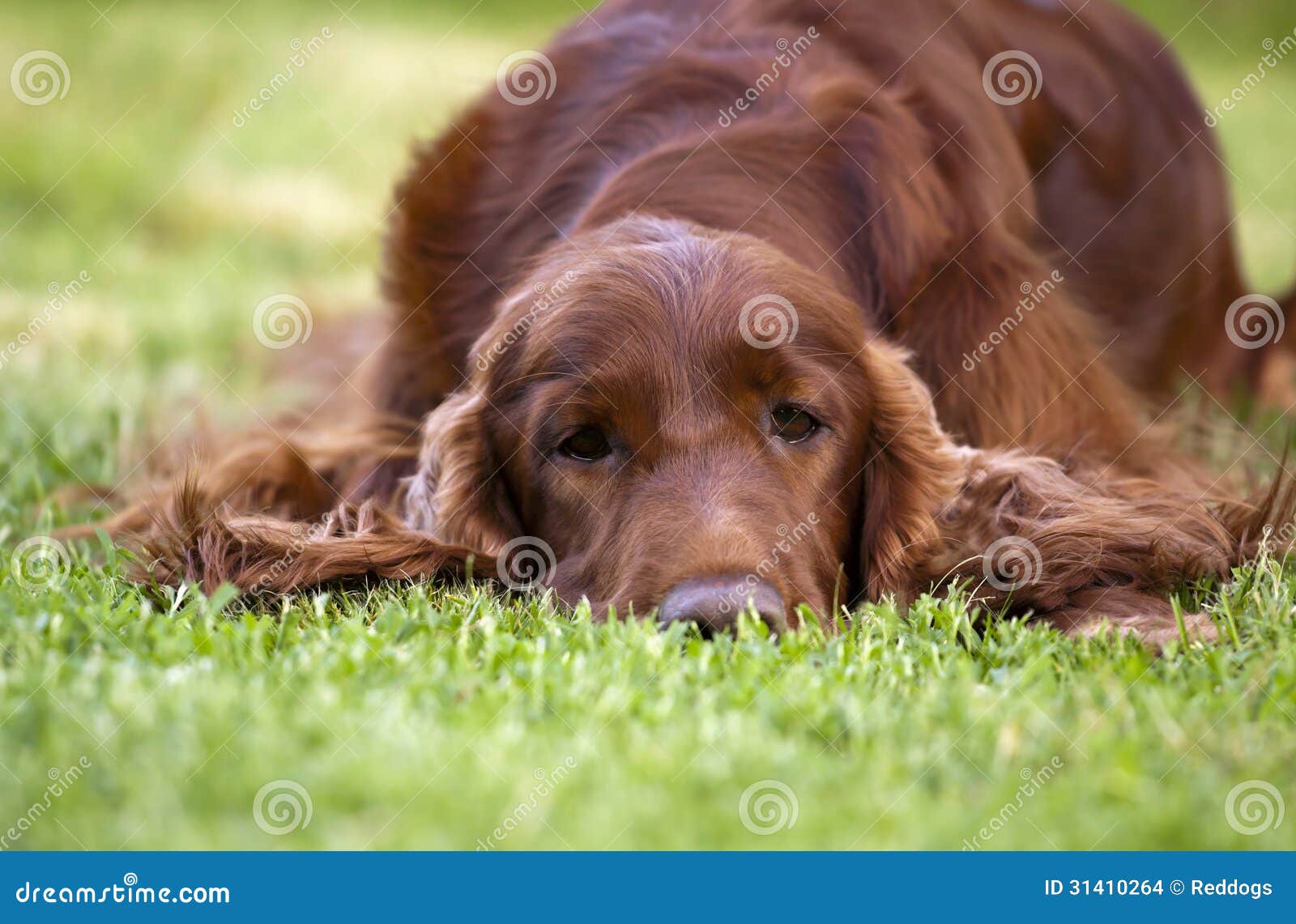 Beautiful Irish Setter stock photo. Image of eyes, cute - 31410264