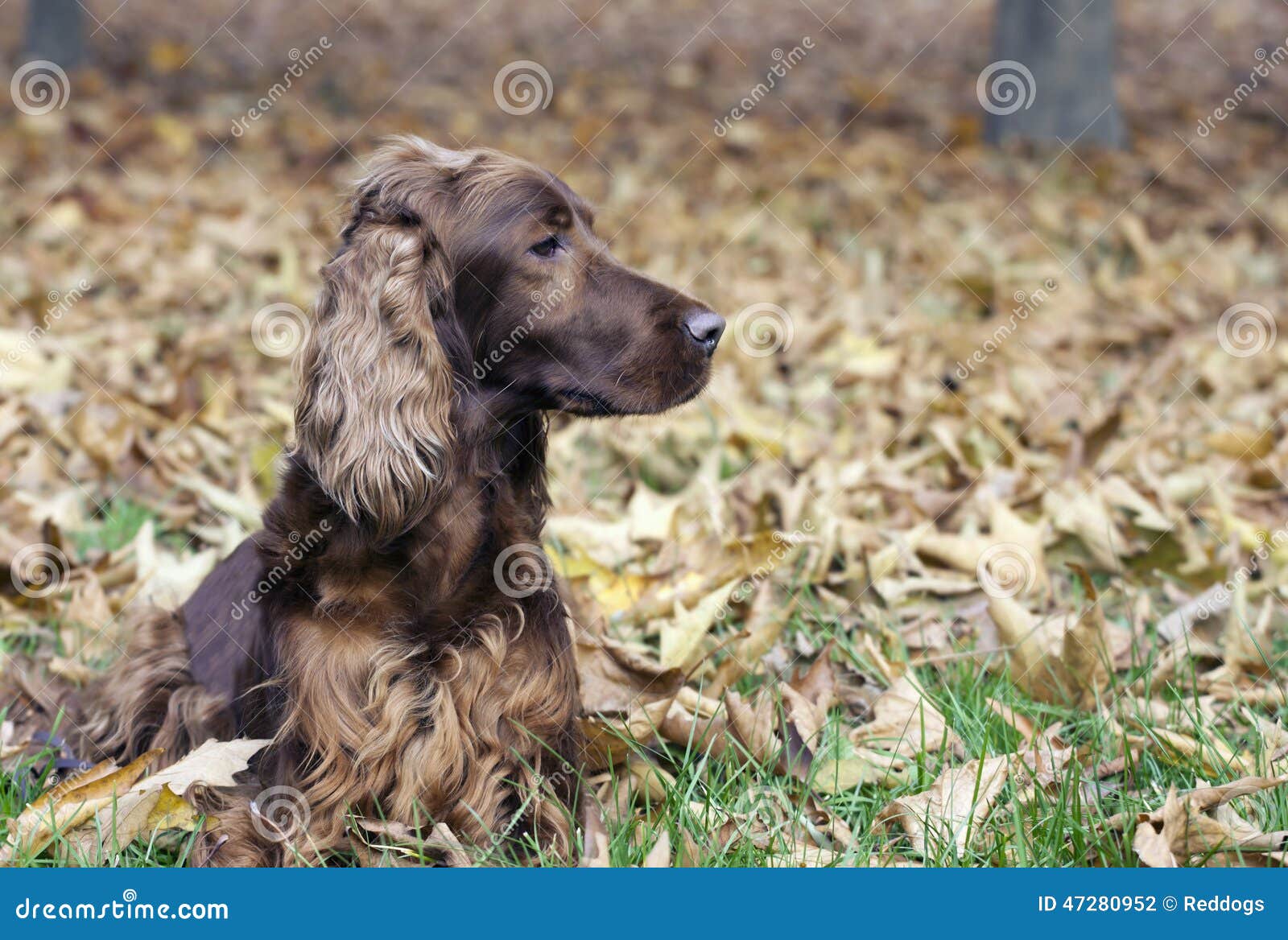 Beautiful Irish Setter stock photo. Image of leaves, english - 47280952