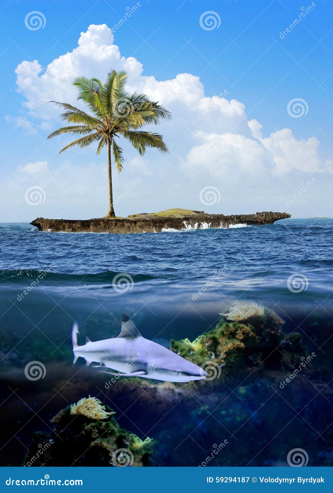 Beautiful Island with Palm Trees and Blue Sky. Shark Underwater Stock ...