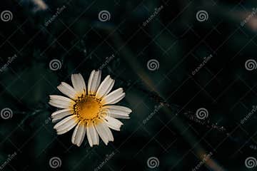 Beautiful Isolated Daisy in the Forest Stock Photo - Image of fragility ...