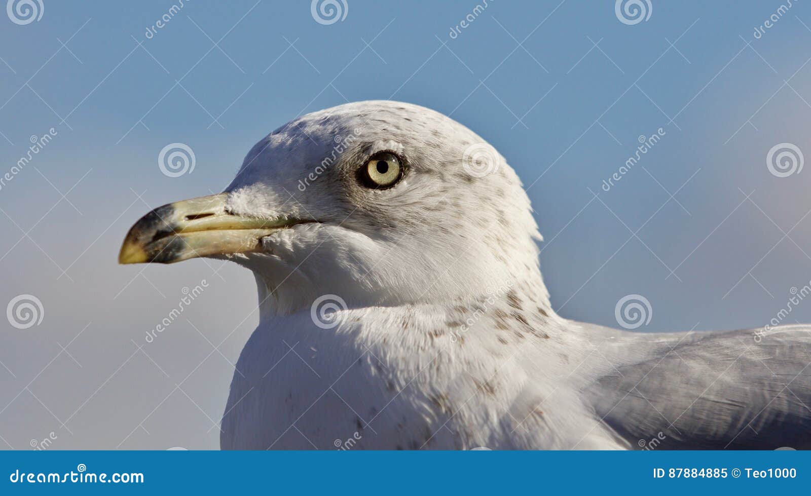Beautiful Isolated Image with a Cute Gull Stock Image - Image of gray ...