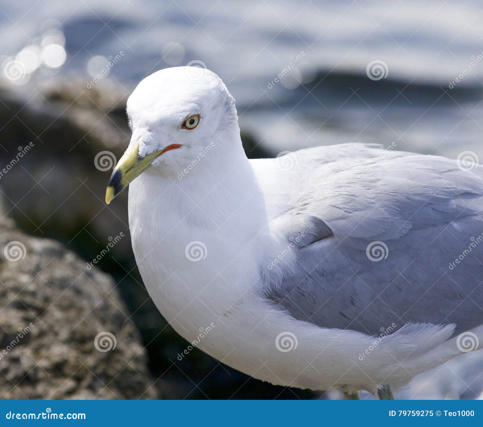 Beautiful Isolated Image with a Gull Stock Image - Image of confident ...