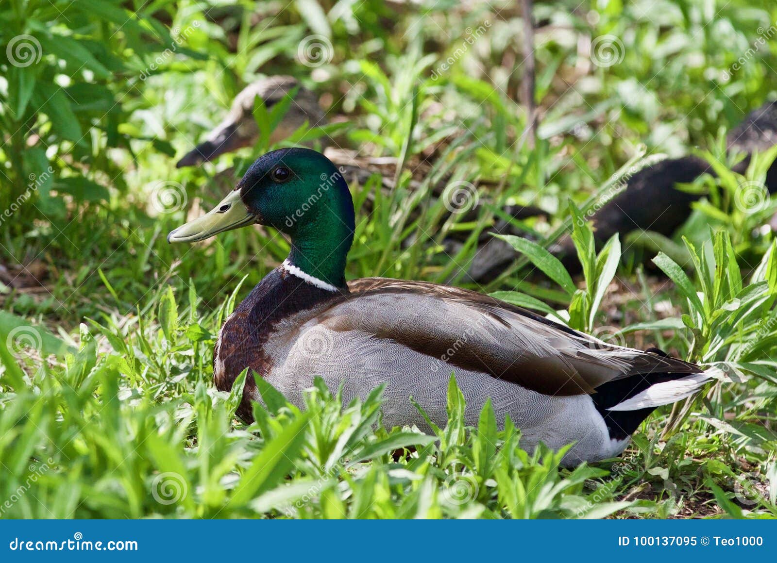 Beautiful Isolated Image of Two Mallards Standing Stock Image - Image ...