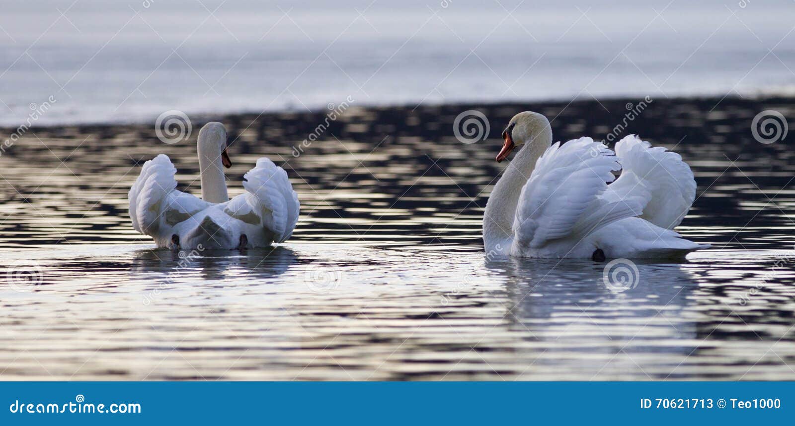 Beautiful Isolated Image with Two Swans in the Lake on Sunset Stock ...