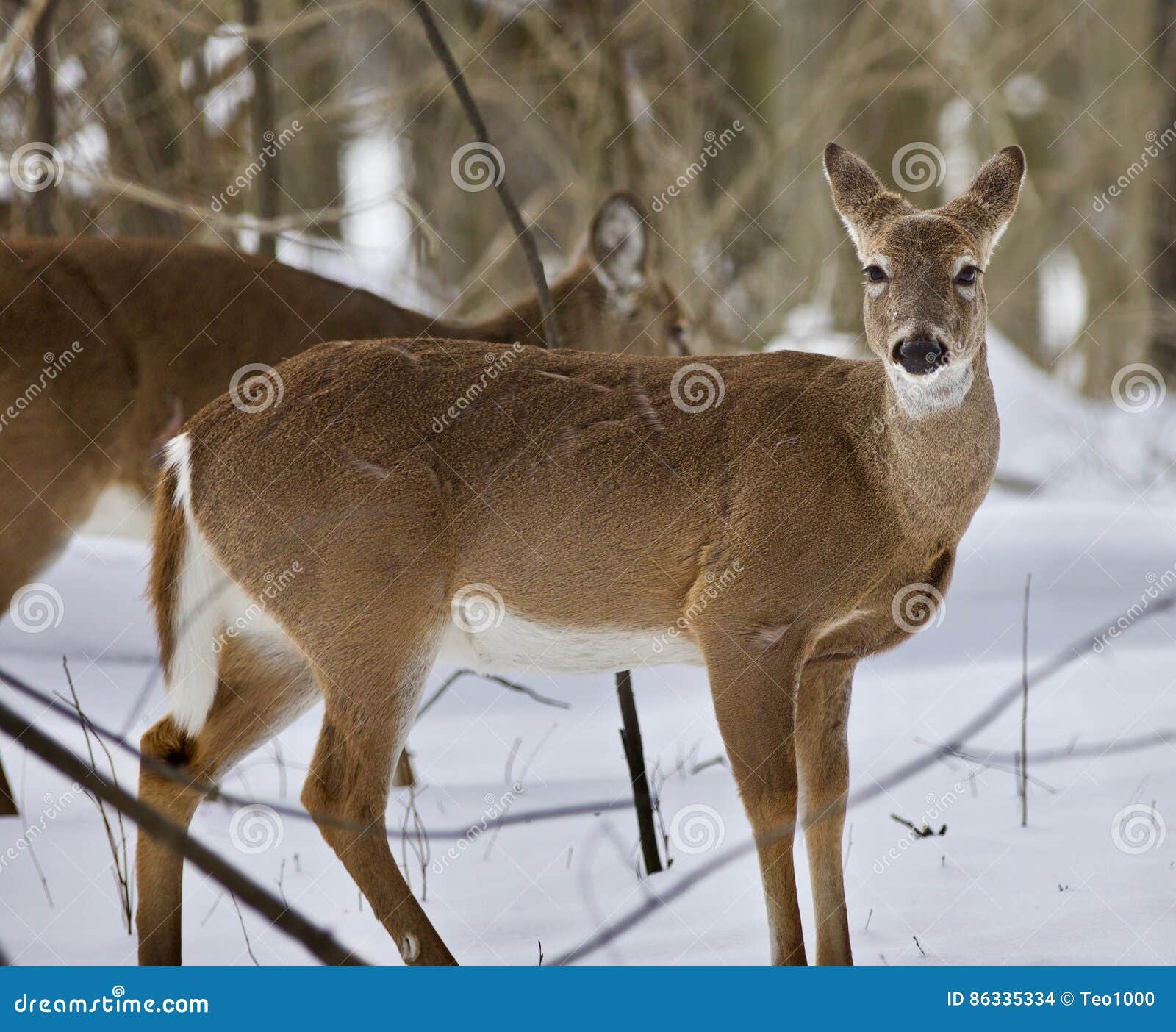 Beautiful Isolated Image with a Wild Deer in the Snowy Forest Stock ...