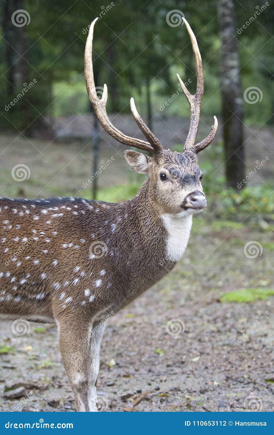 Beautiful Isolated Photo of a Cute Wild Deer in the Forest Stock Photo ...