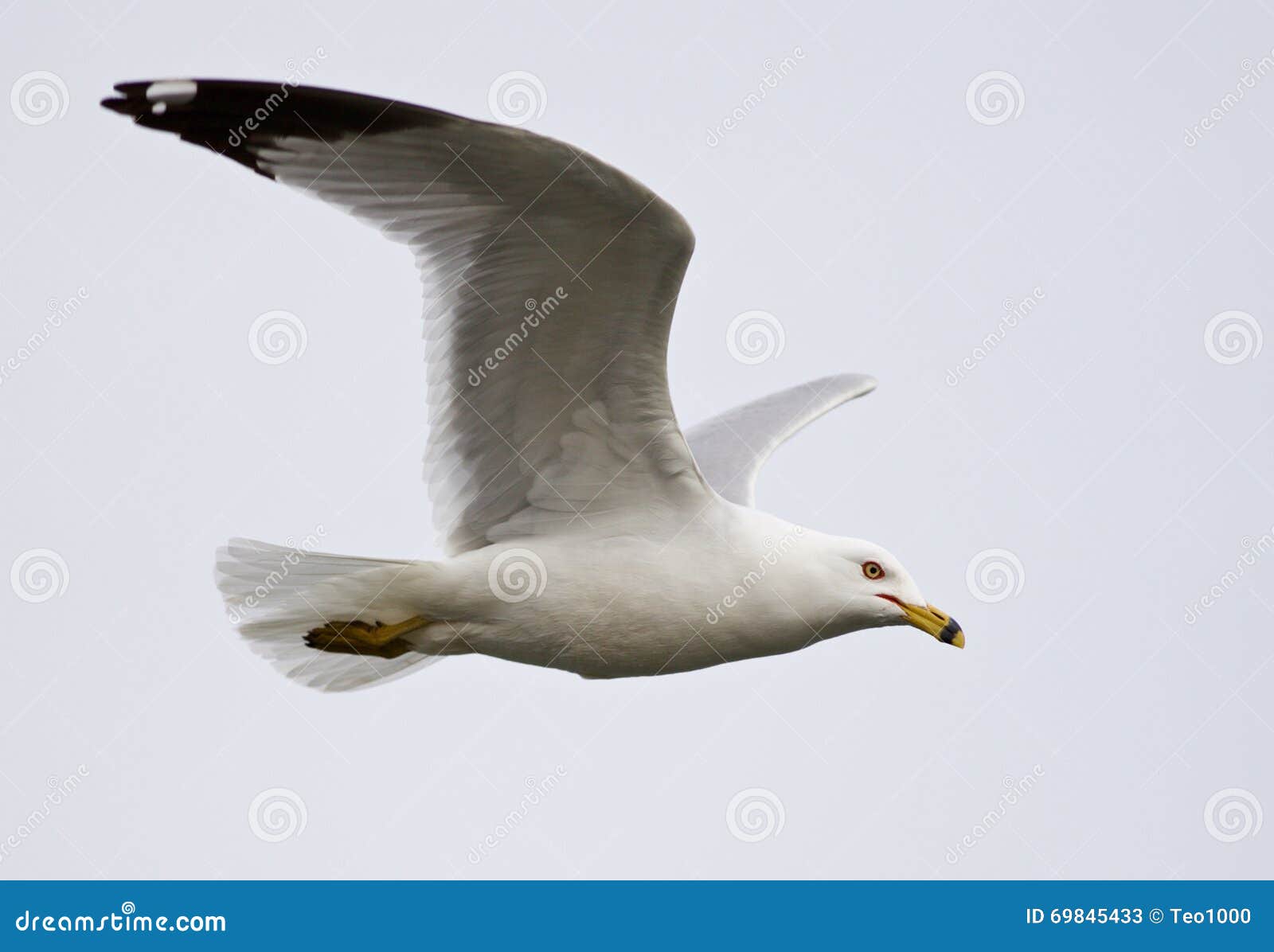 Beautiful Isolated Photo of the Gull in Flight Stock Image - Image of ...