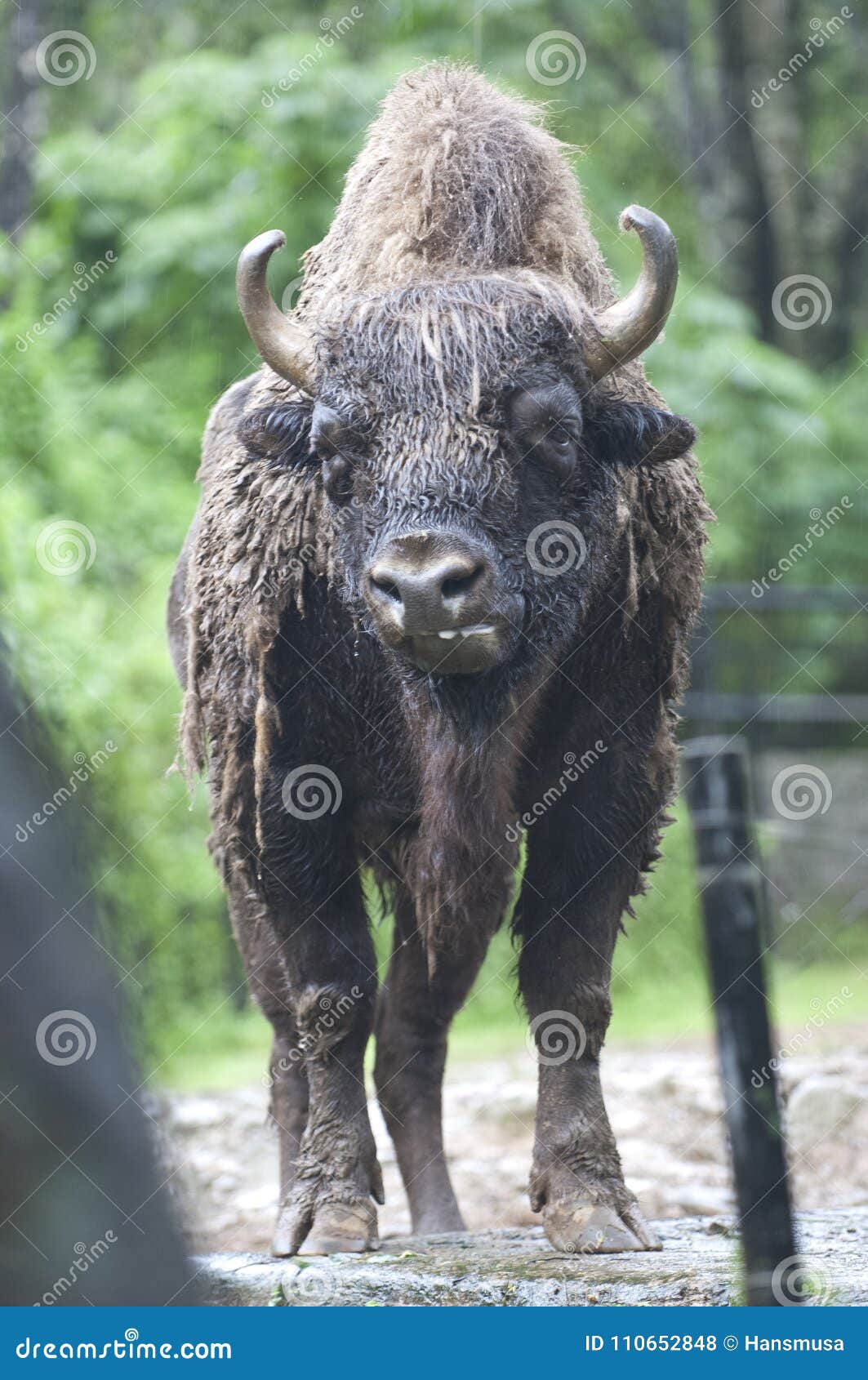 Beautiful Isolated Photo of a Wild Bison, Cattle in the Forest Stock ...