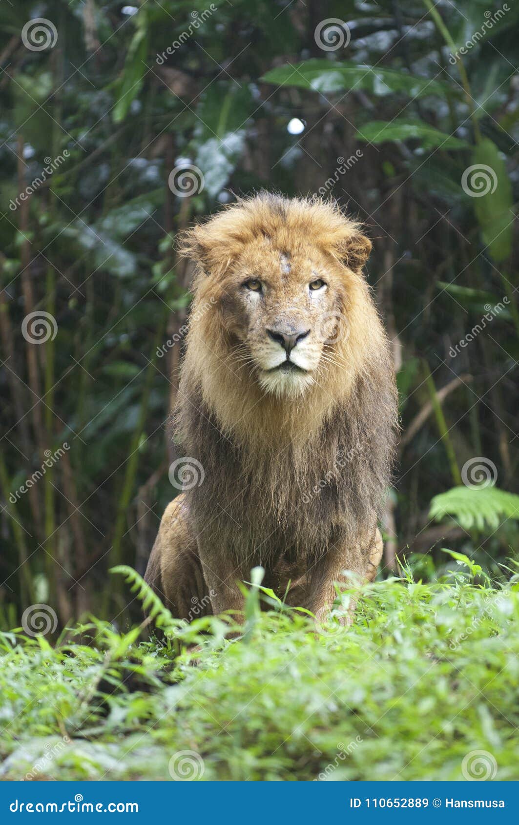 Beautiful Isolated Photo of a Wild Lion in the Forest Stock Image ...