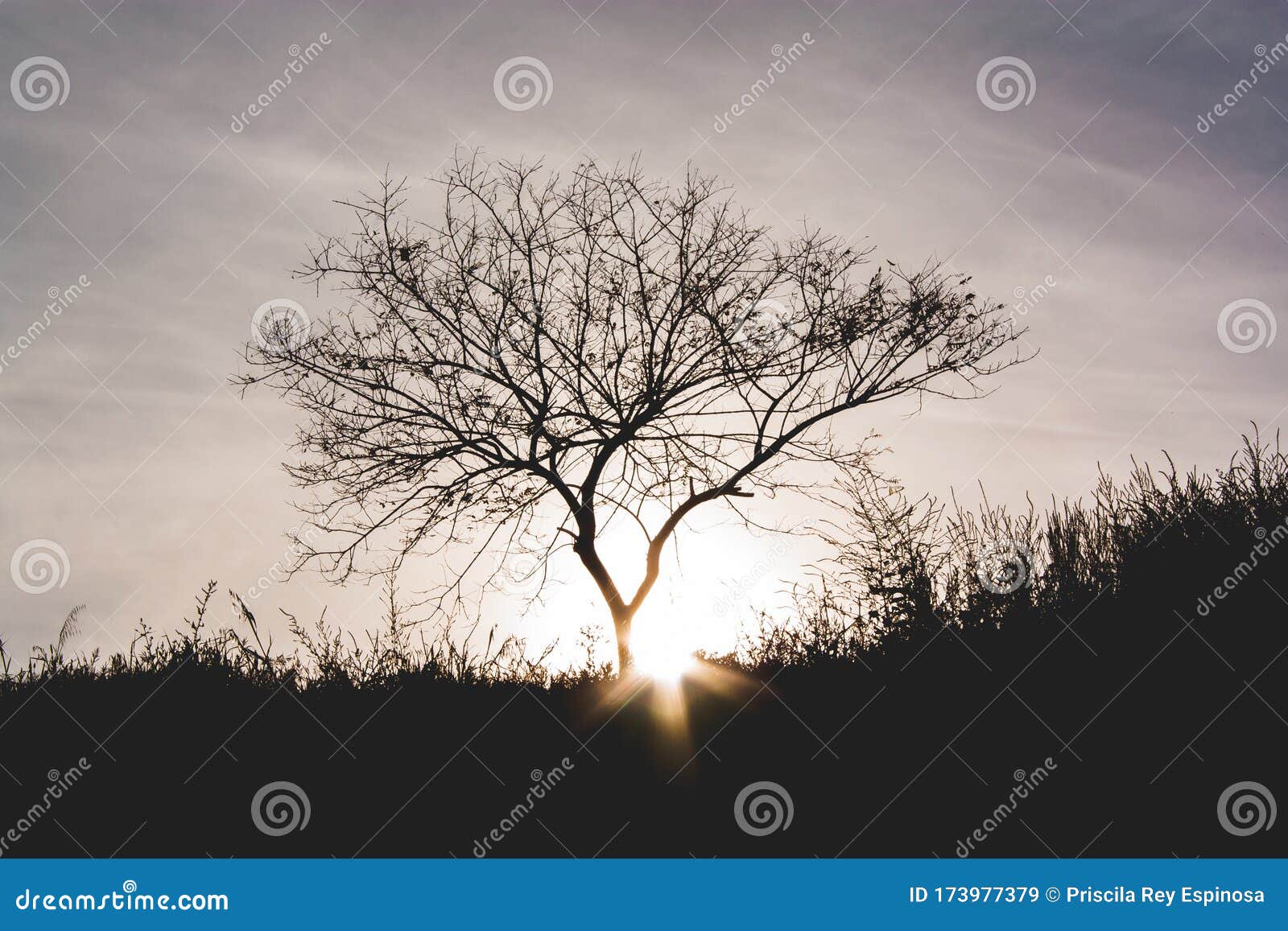 Beautiful Tree on Sunset, Twilight Stock Image - Image of evening ...