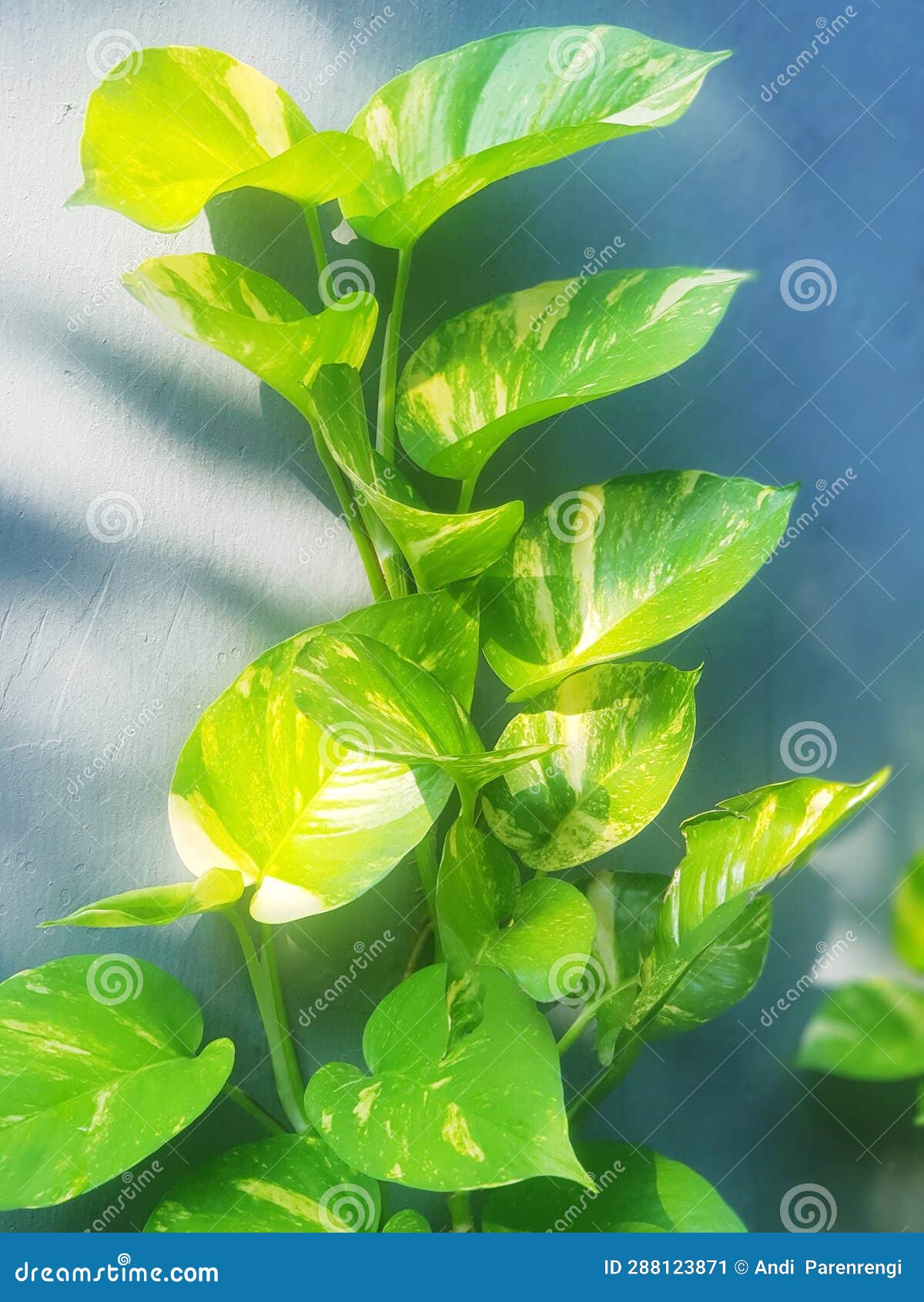 Beautiful ivory betel leaf stock image. Image of betel - 288123871