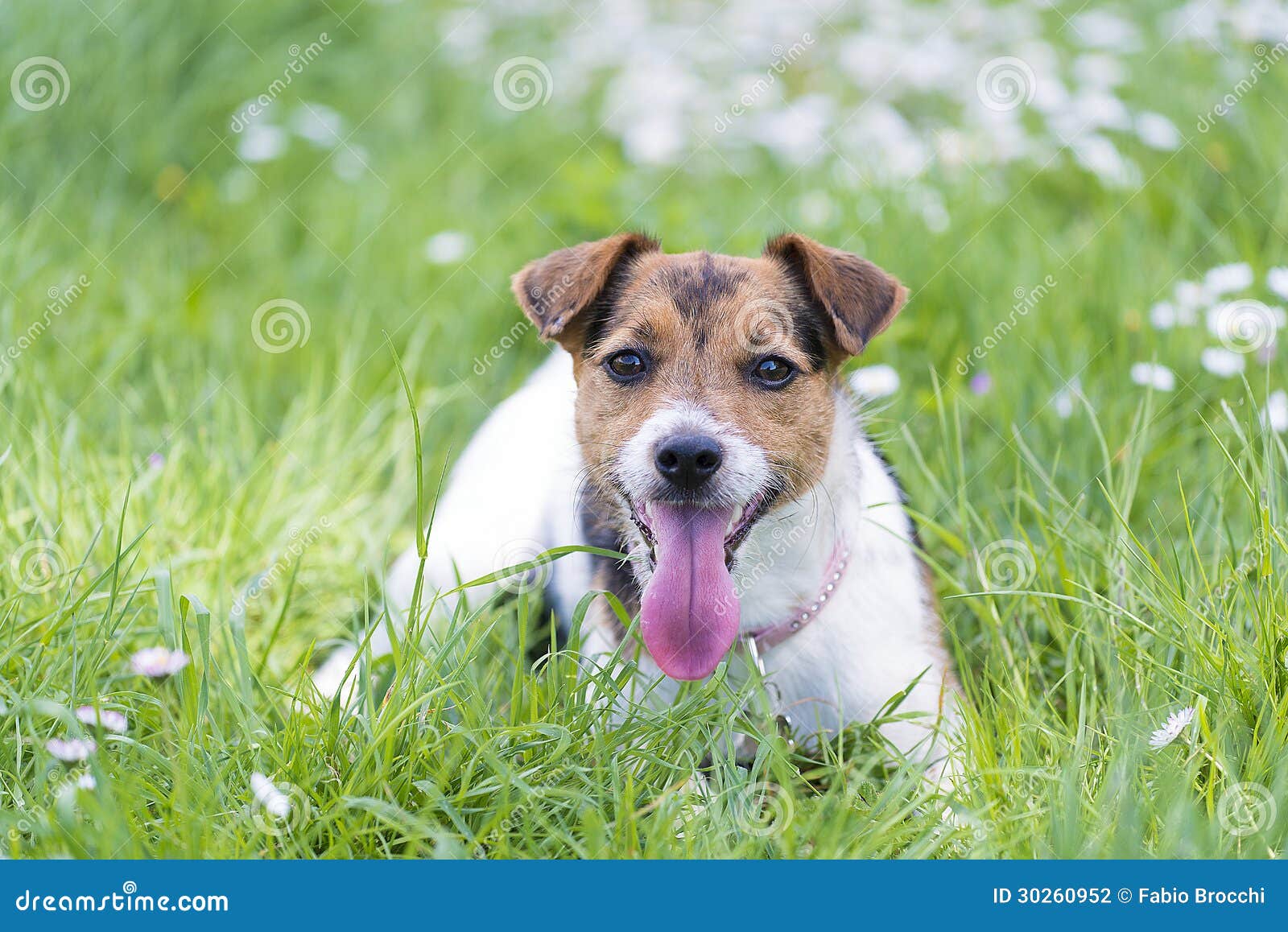 Jack Russell Terrier stock photo. Image of plant, terrier - 30260952