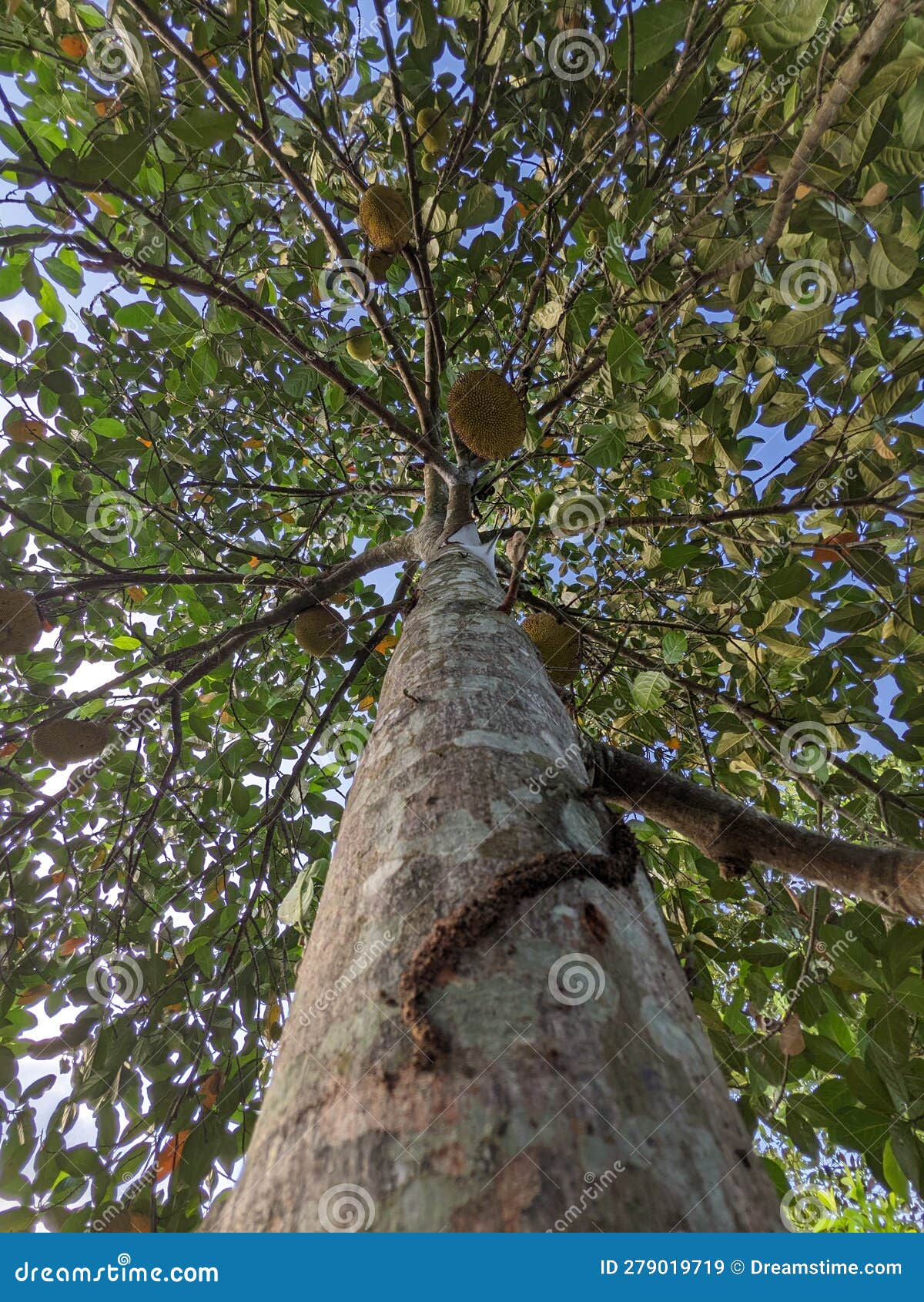 A Beautiful Jackfruit Tree that is Bearing Fruit Stock Image - Image of ...
