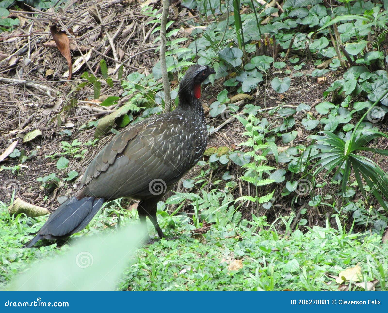 A Beautiful Jacu Penelope Obscura Stock Image - Image of janeiro, bird ...