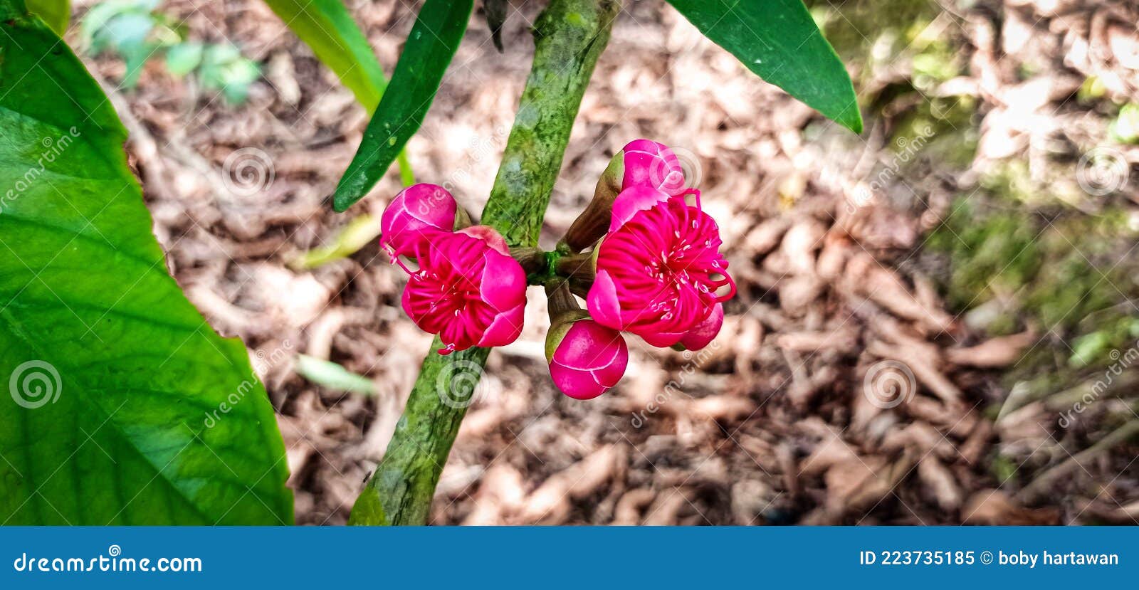 Beautiful Jamaica Guava Flower Stock Image - Image of petal, branch ...