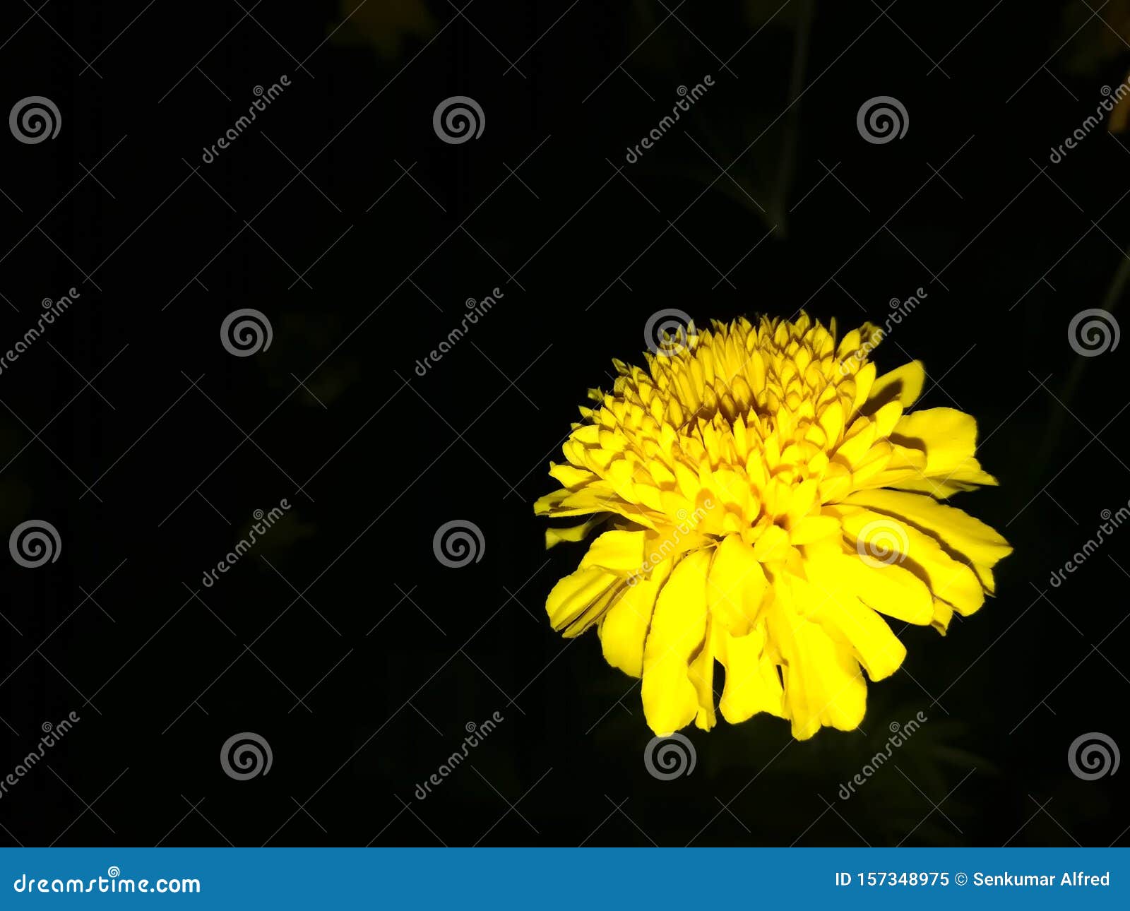 Beautiful Jamanthi Flower stock image. Image of backgrounds - 157348975