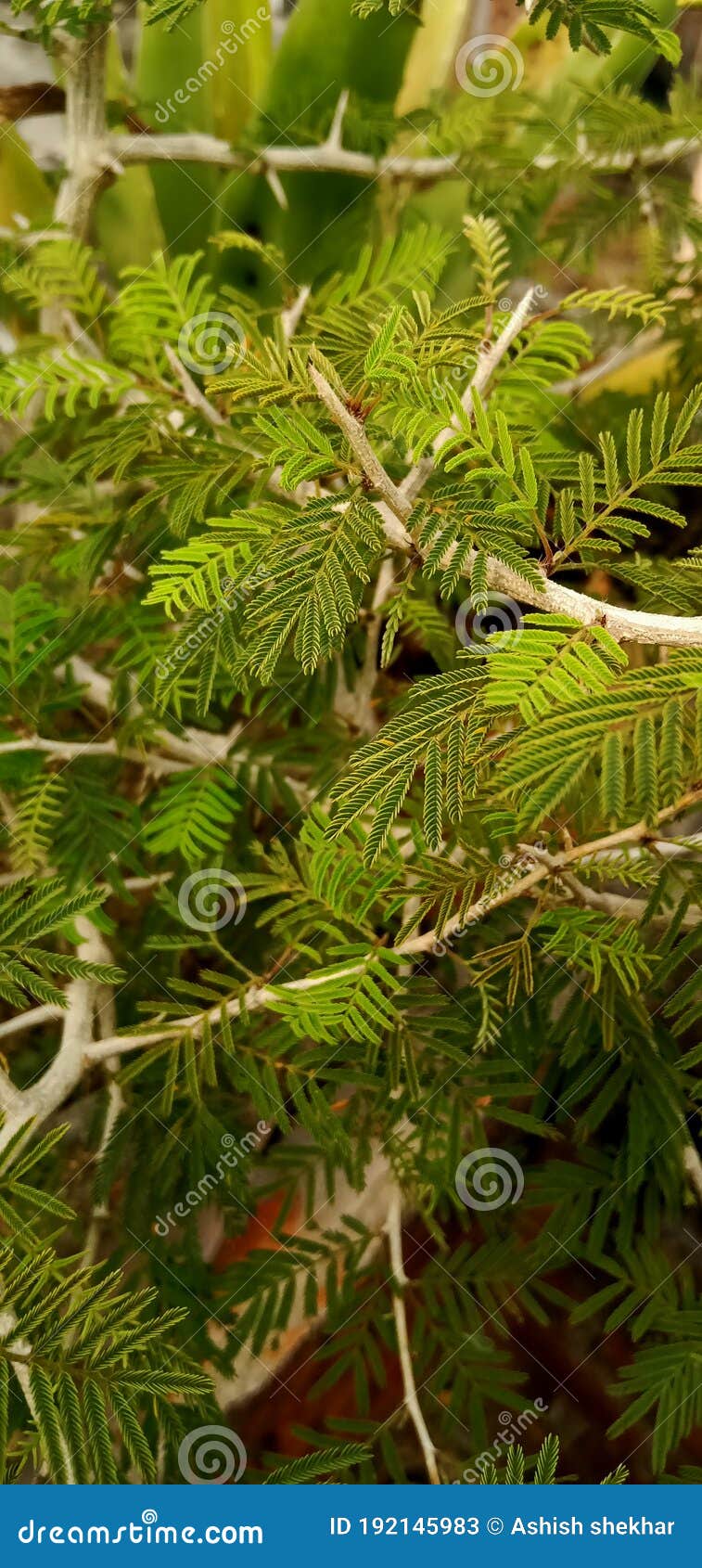 This is a Beautiful Jand Plant Stock Image - Image of jand, green ...