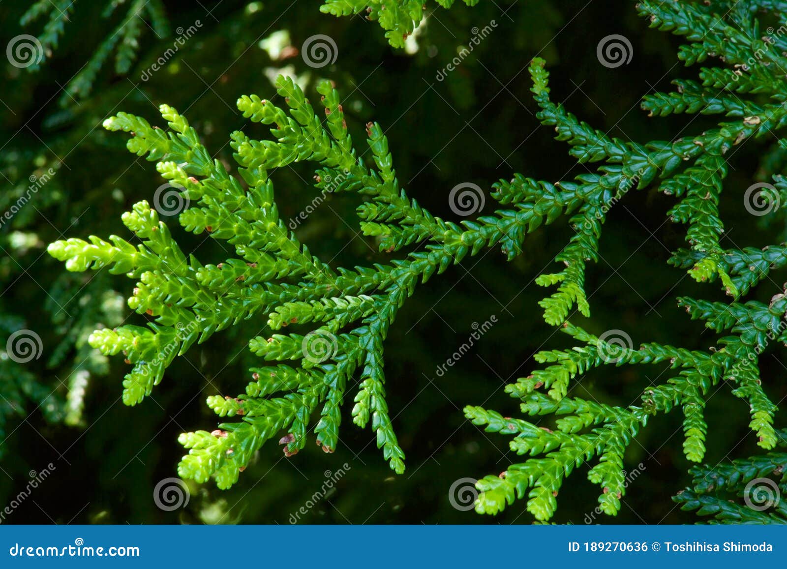 Beautiful Japanese Cypress Leaf in the Forest. Stock Photo - Image of ...
