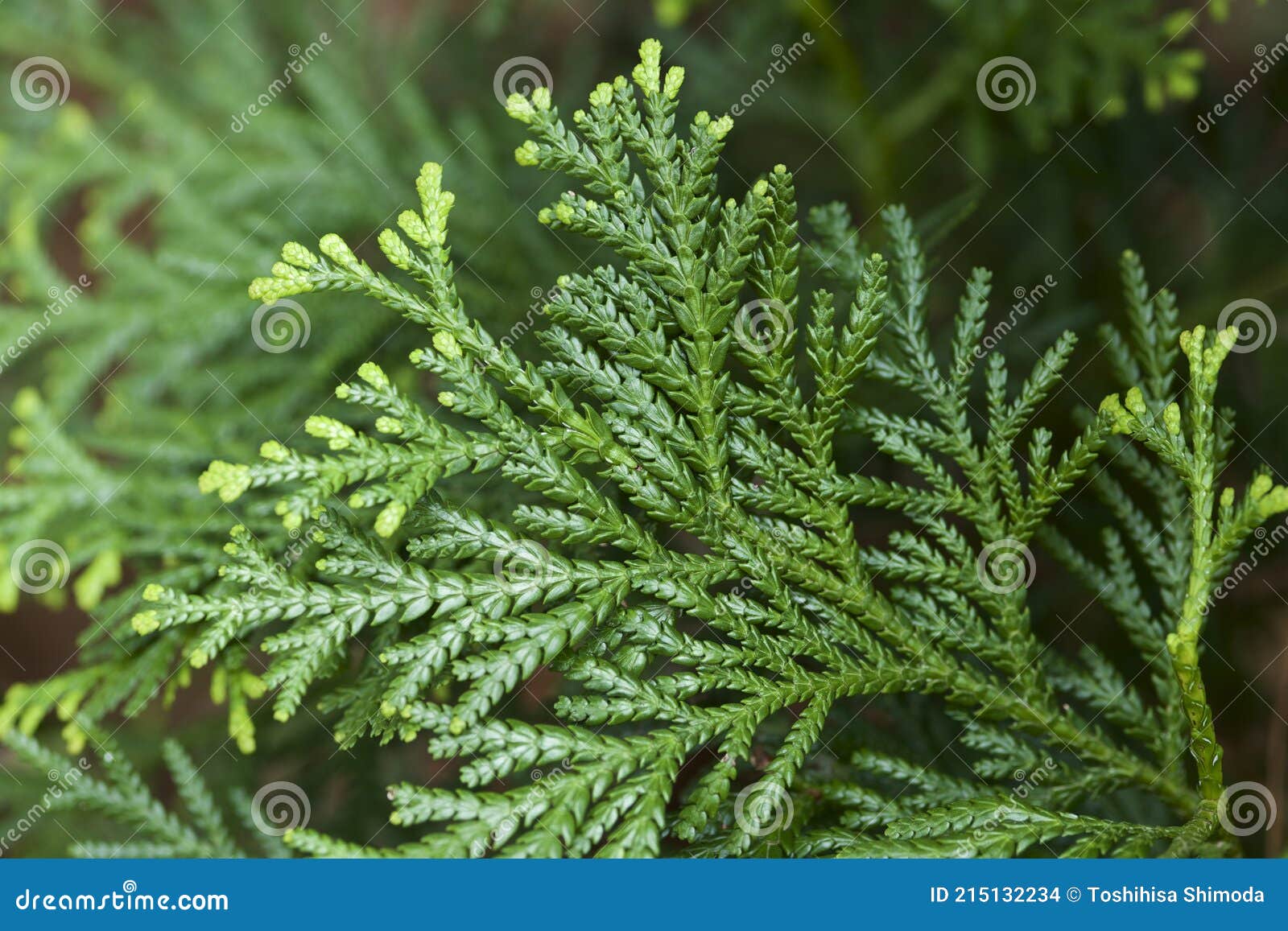 Beautiful Japanese Cypress Leaf in the Forest. Stock Photo - Image of ...