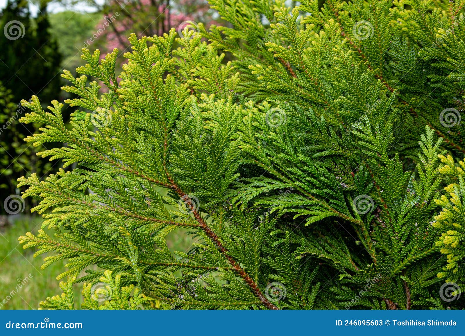 Beautiful Japanese Cypress Leaf in the Forest. Stock Image - Image of ...