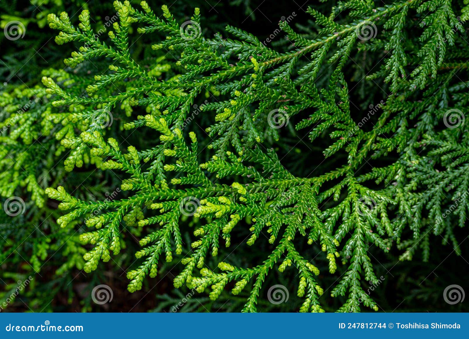 Beautiful Japanese Cypress Leaf in the Forest. Stock Photo - Image of ...