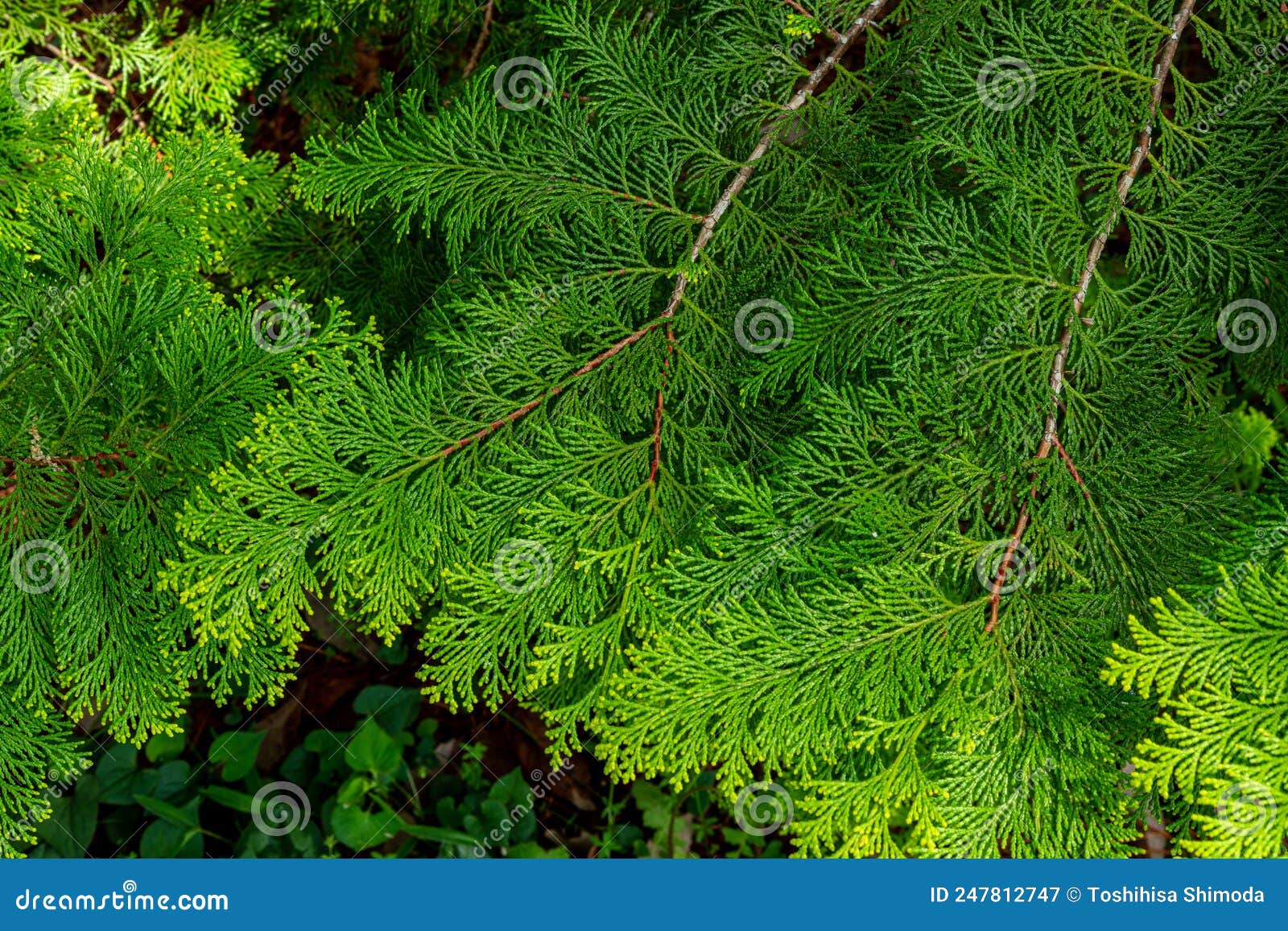 Beautiful Japanese Cypress Leaf in the Forest. Stock Image - Image of ...