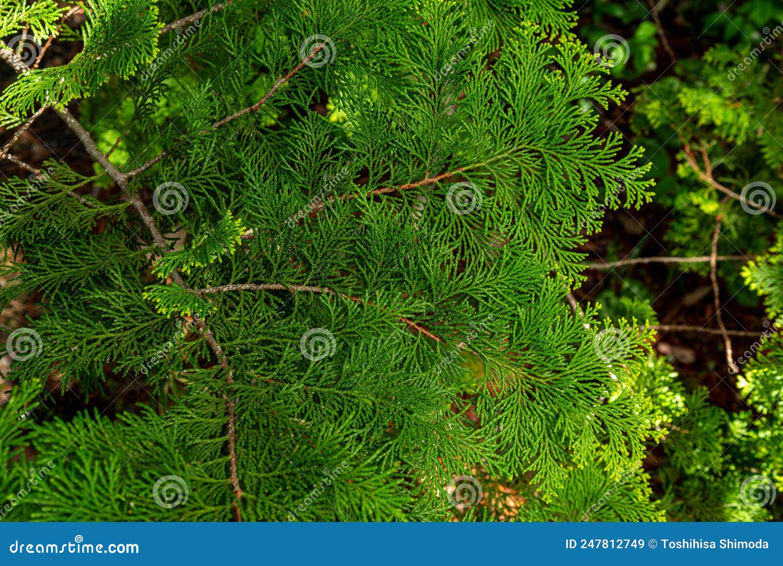 Beautiful Japanese Cypress Leaf in the Forest. Stock Image - Image of ...