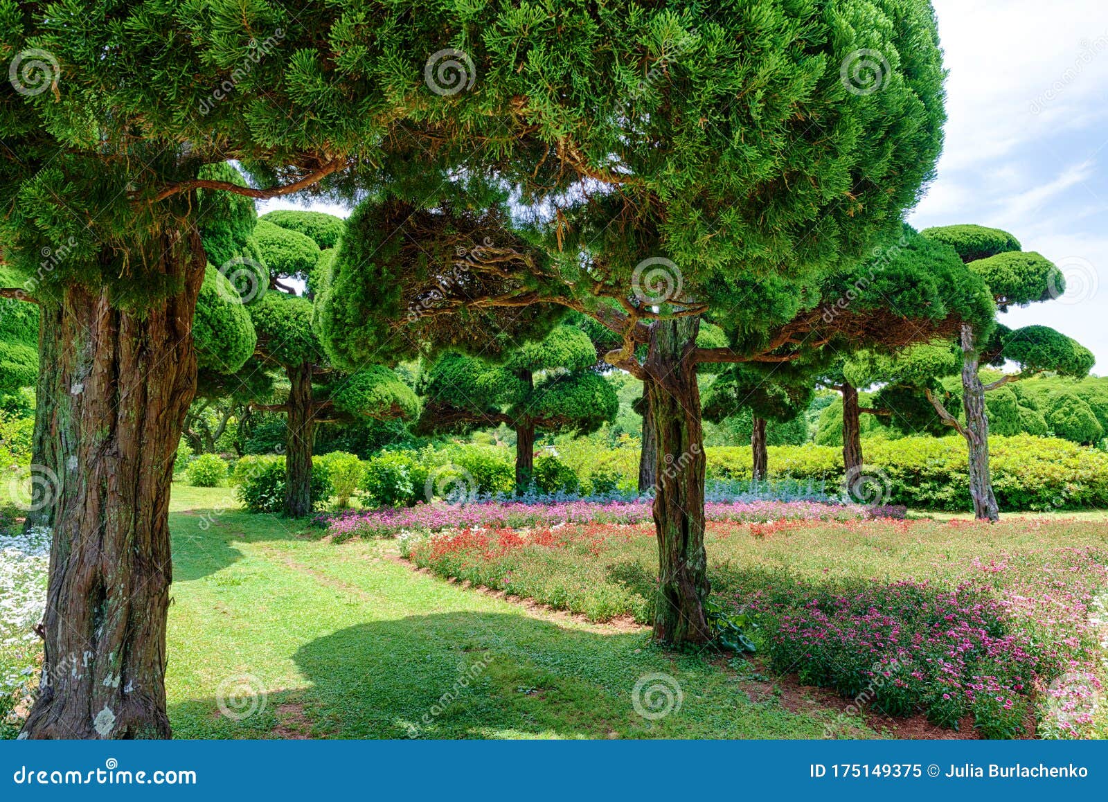 Beautiful Japanese garden stock image. Image of green - 175149375