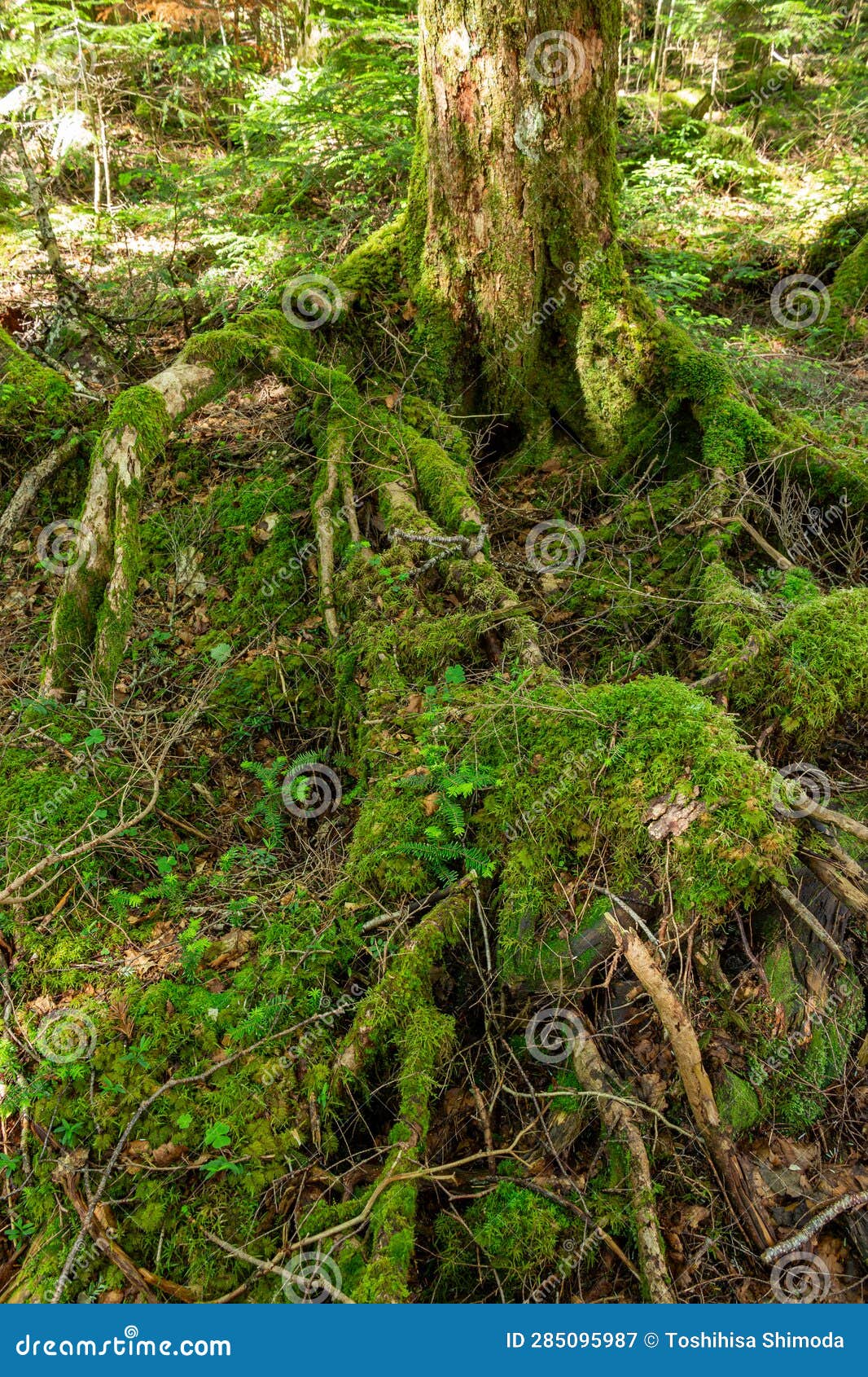 Beautiful Japanese Highland Forest Moss Scenery. Stock Image - Image of ...