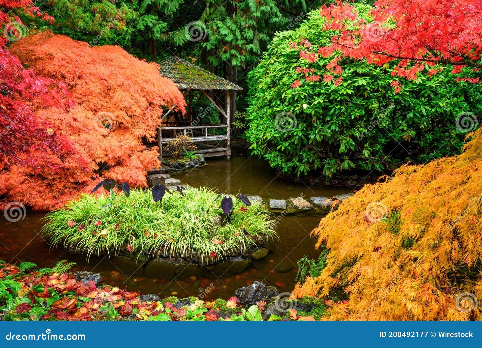 Beautiful Japanese Maple Trees in the Butchart Gardens Stock Image ...