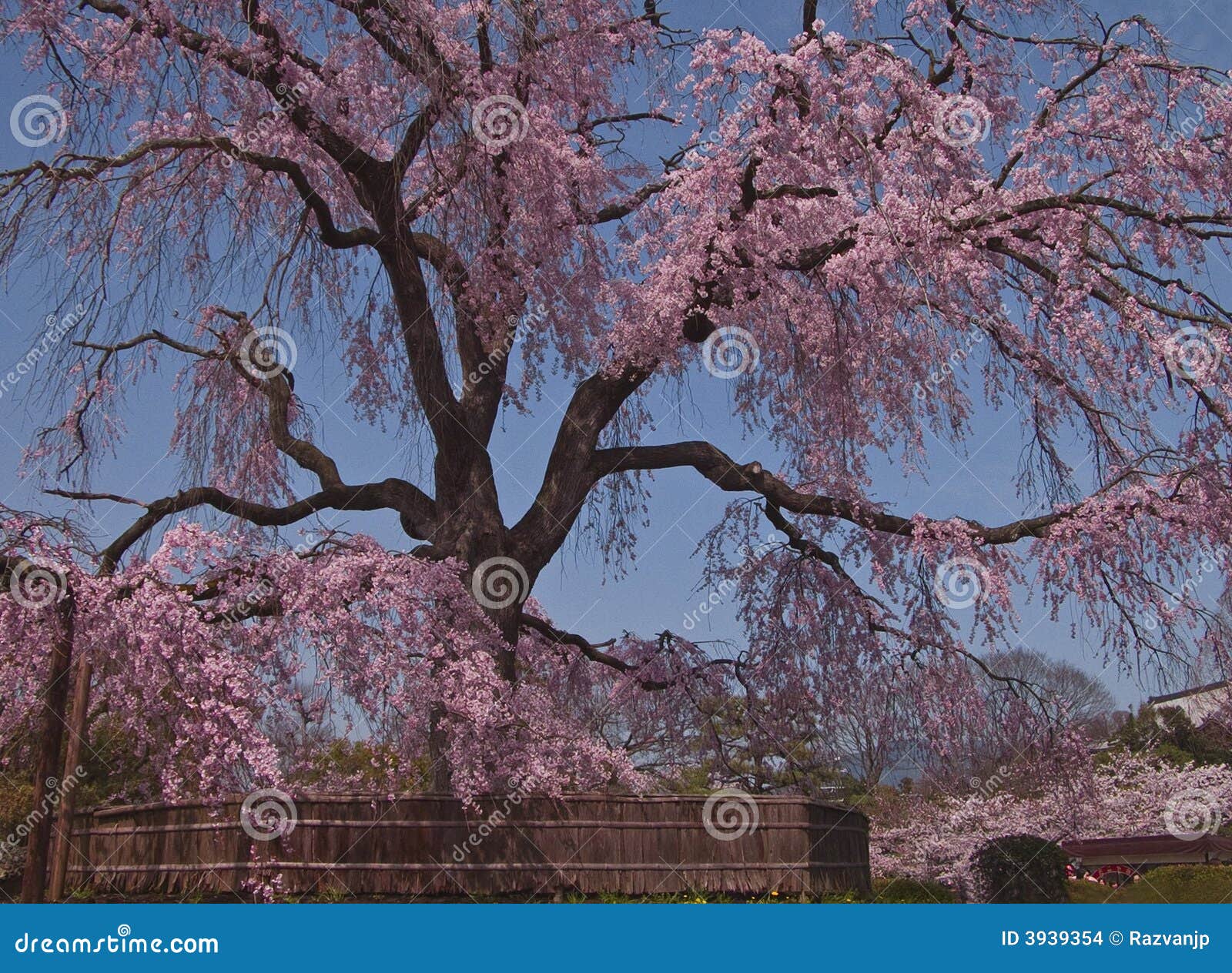 Beautiful Japanese spring stock photo. Image of beauty - 3939354